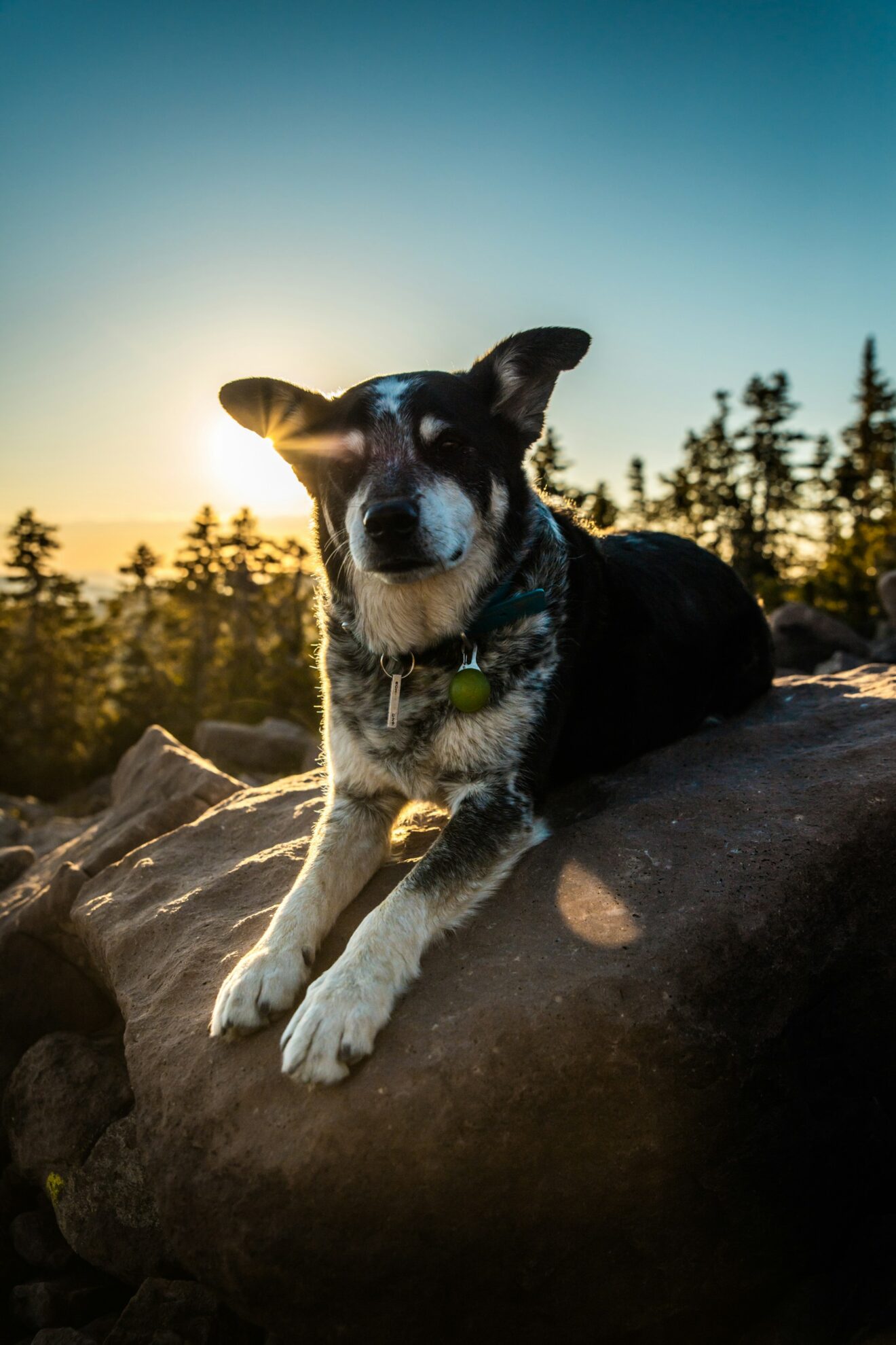 7 Dog Recall Training Tips to Turn ‘Come Here’ Into a Sure Thing ...