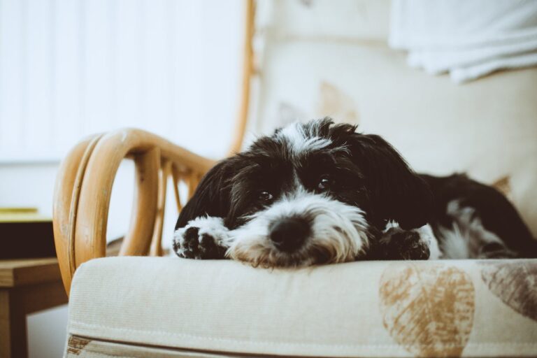 6 Training Tips for Havanese Dog Owners - Smart Dog Learning