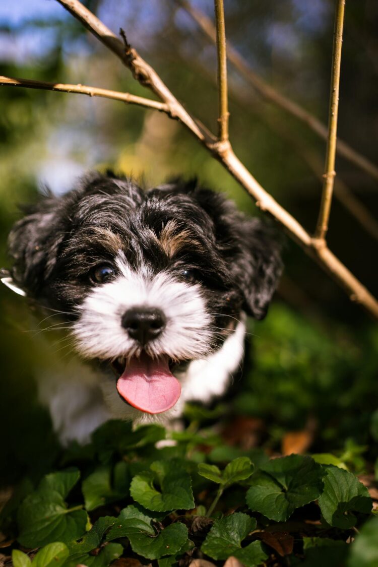 6 Training Tips for Havanese Dog Owners - Smart Dog Learning