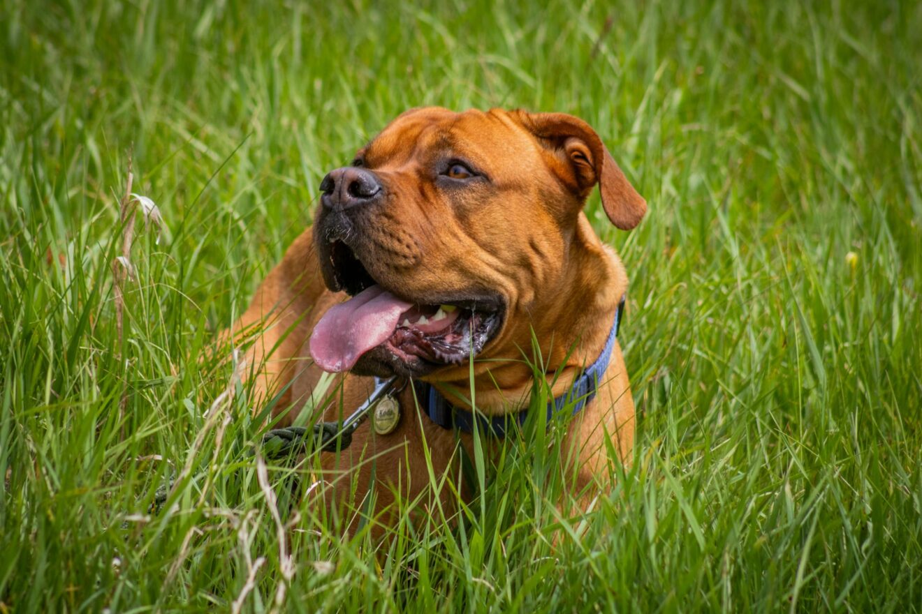 10 Things You Need to Know Before You Get a Dogue de Bordeaux