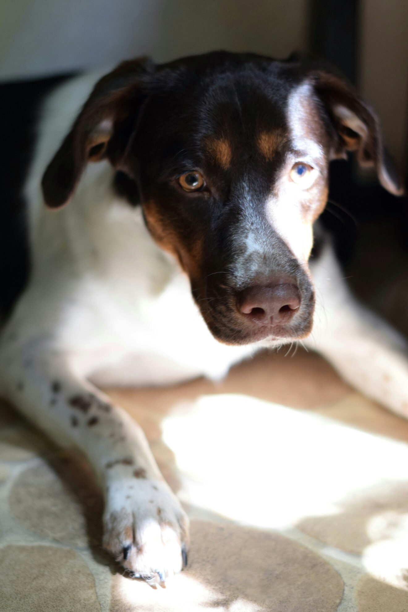 7 Dog Recall Training Tips to Turn ‘Come Here’ Into a Sure Thing ...