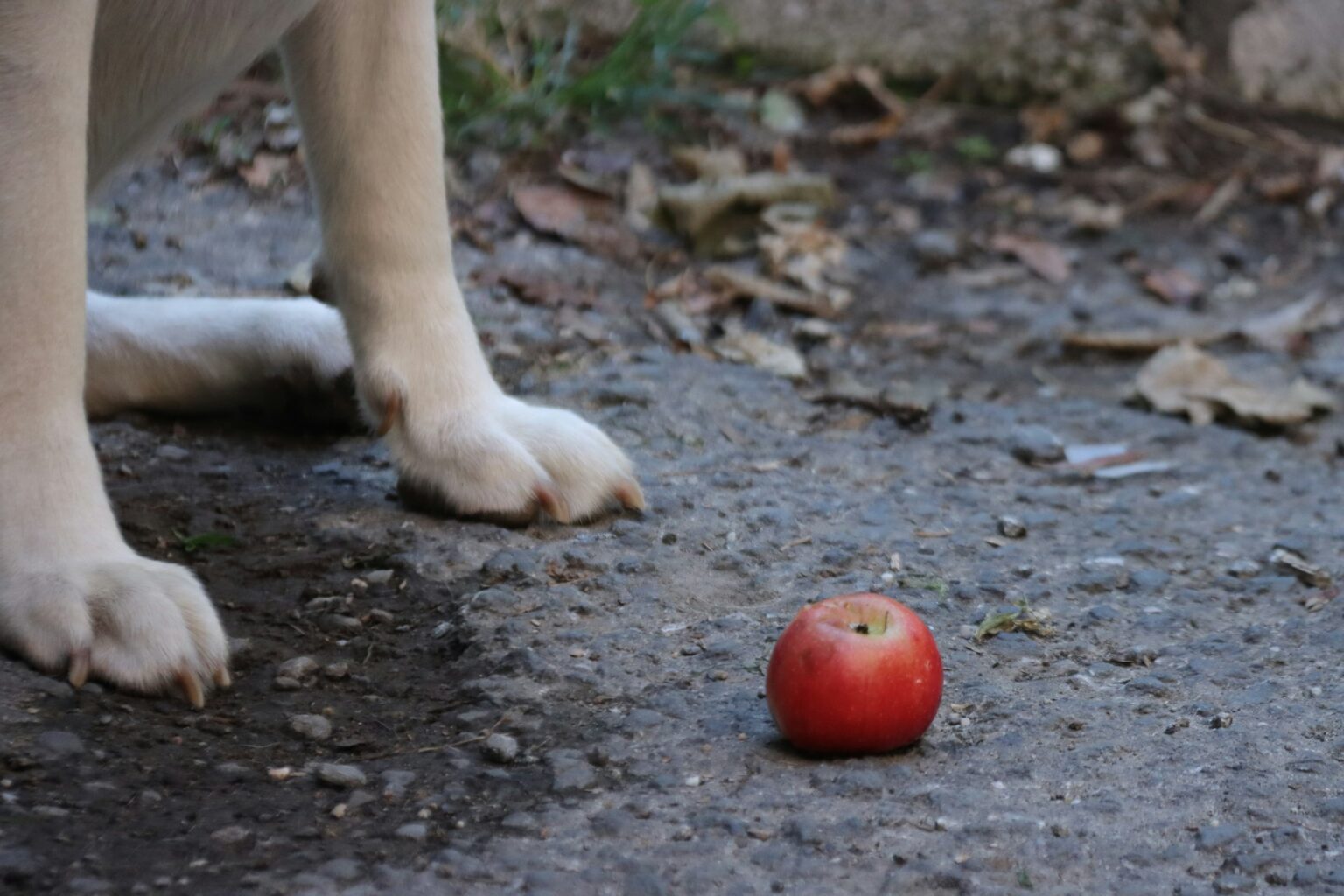 Can Dogs Eat Apples? - Smart Dog Learning