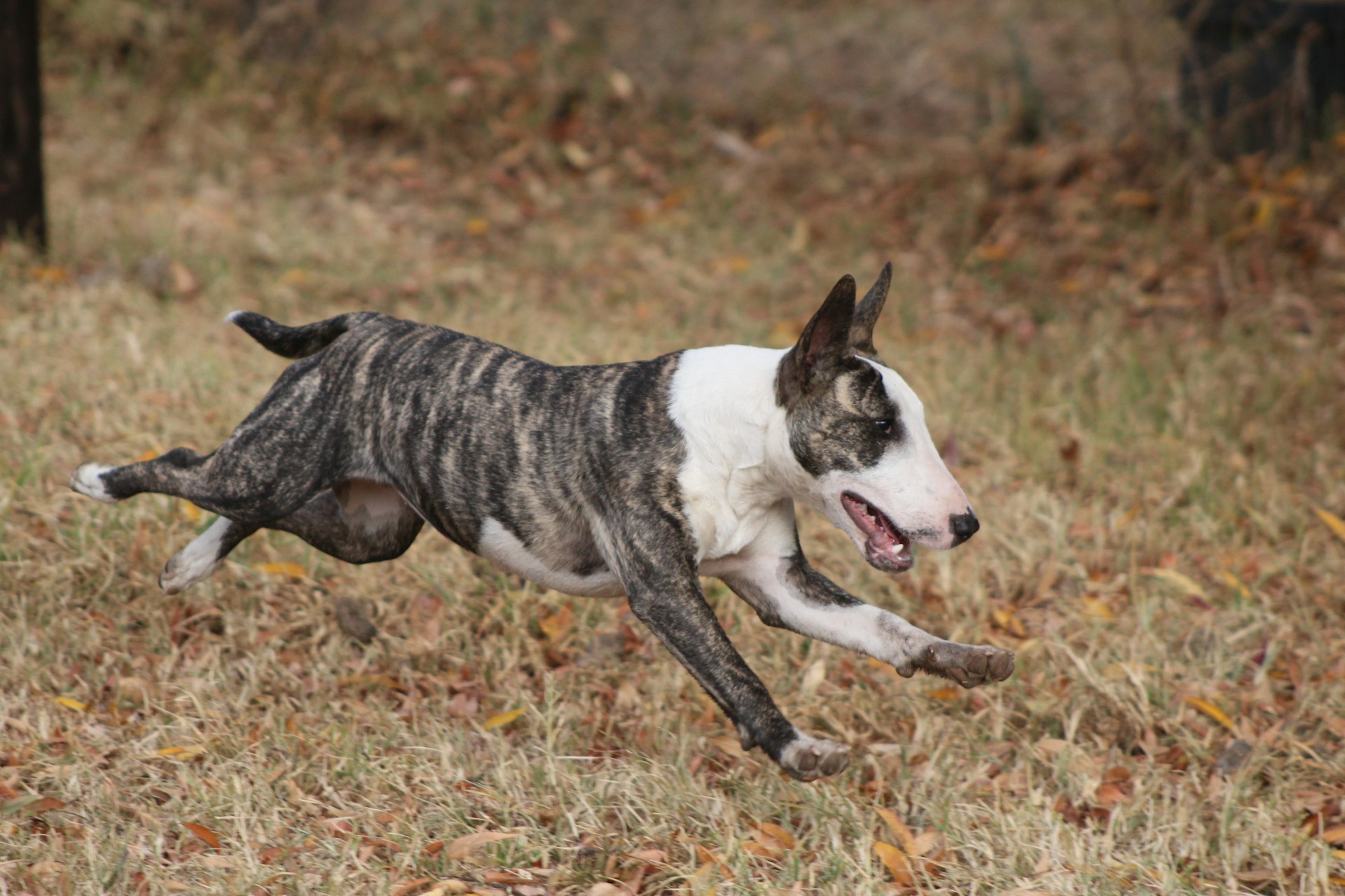 6 Things to Know Before You Get a Bull Terrier - Smart Dog Learning