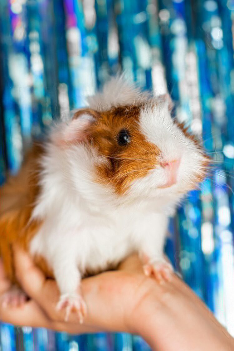 Hamsters vs. Guinea Pigs: Which Pet Is Right for You? - Smart Dog Learning