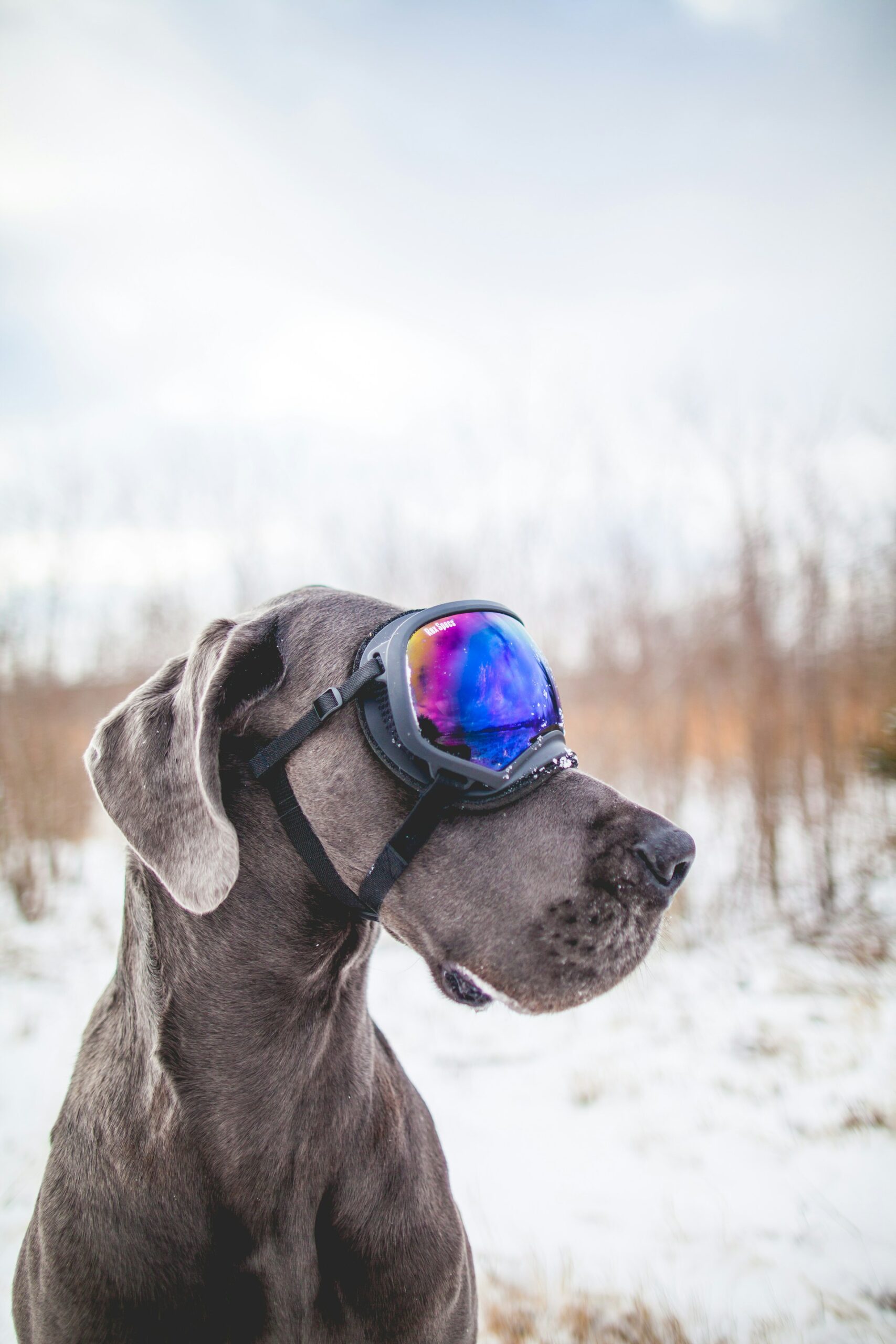 The 10 Best Guard Dogs for Families: Fierce, Loyal, and Totally Lovable