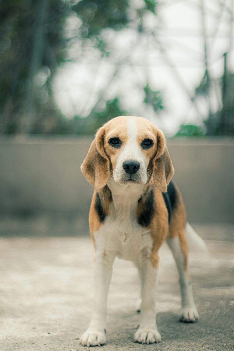 24 Facts About Beagles That Will Blow Your Mind (Or At Least Make You ...