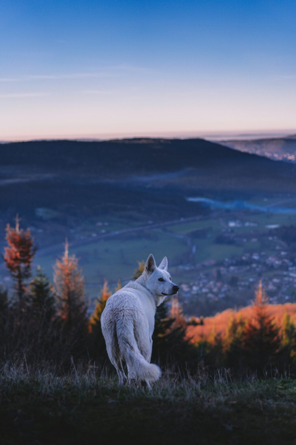 Dog vs. Wolf: A Battle of Paws, Teeth, and History - Smart Dog Learning