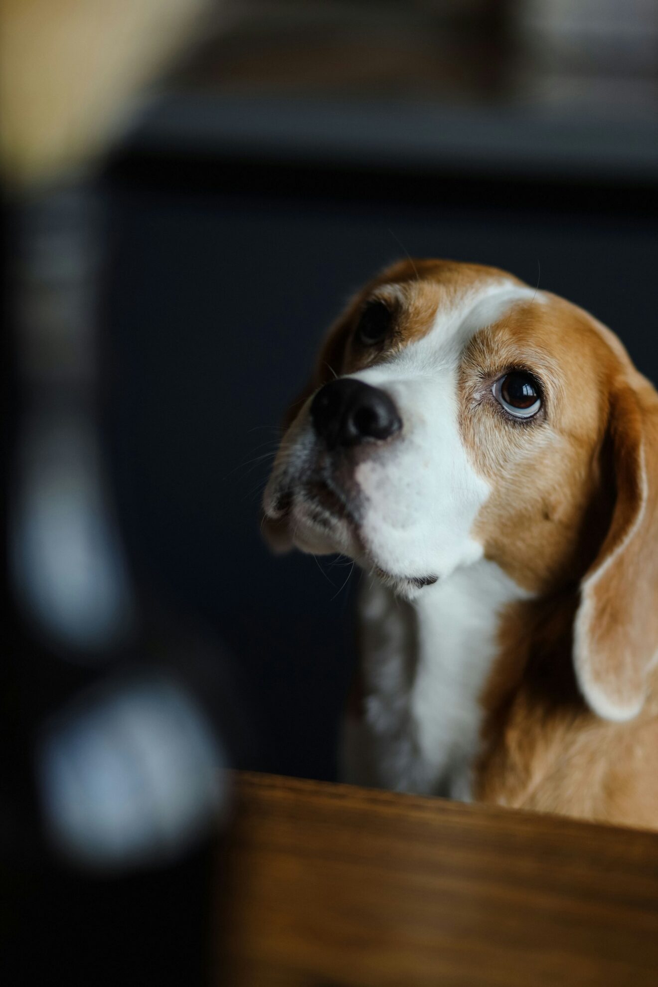 24 Facts About Beagles That Will Blow Your Mind (Or At Least Make You ...