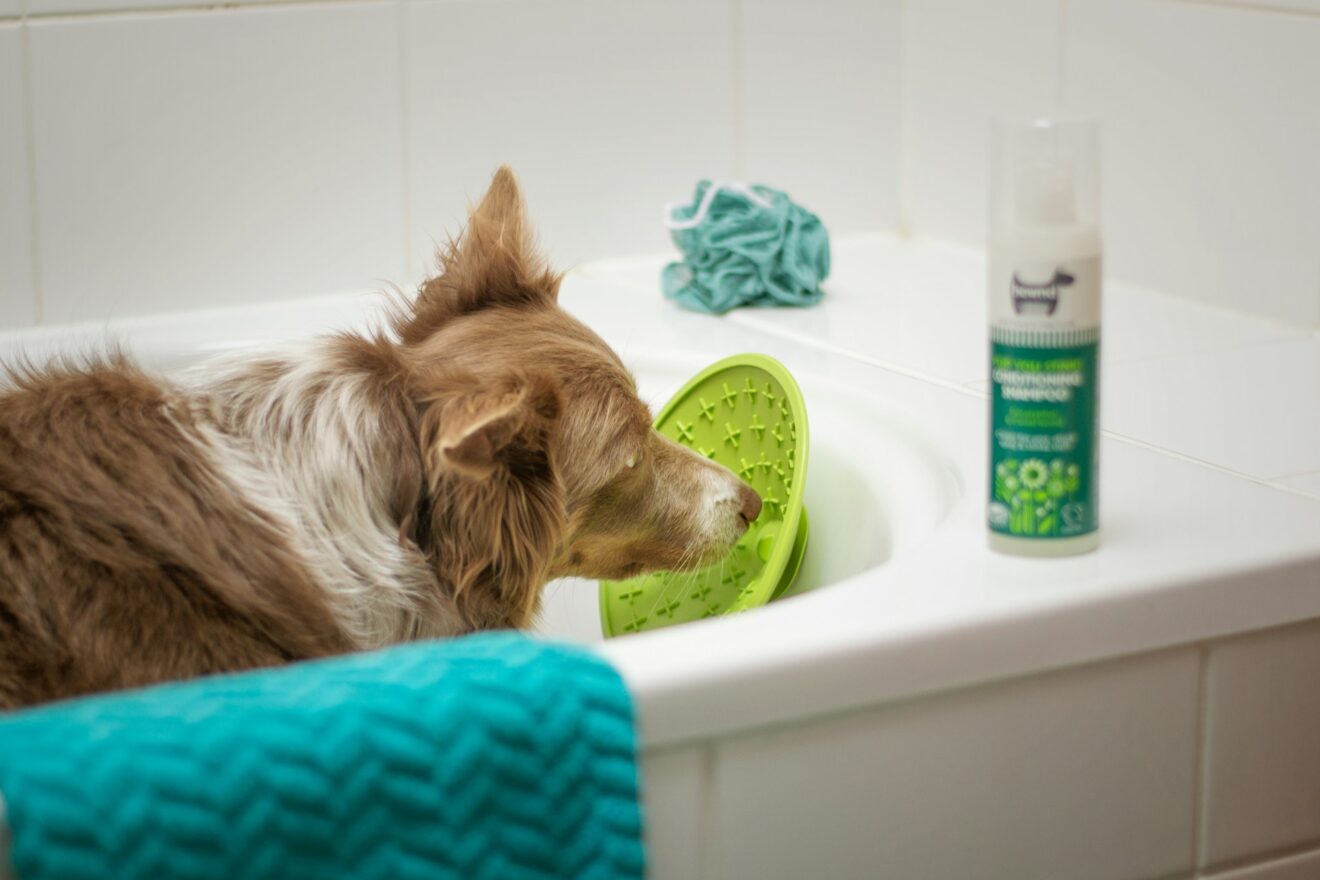 The BEST Quick Homemade Dog Shampoo (Because Your Pup Deserves It ...