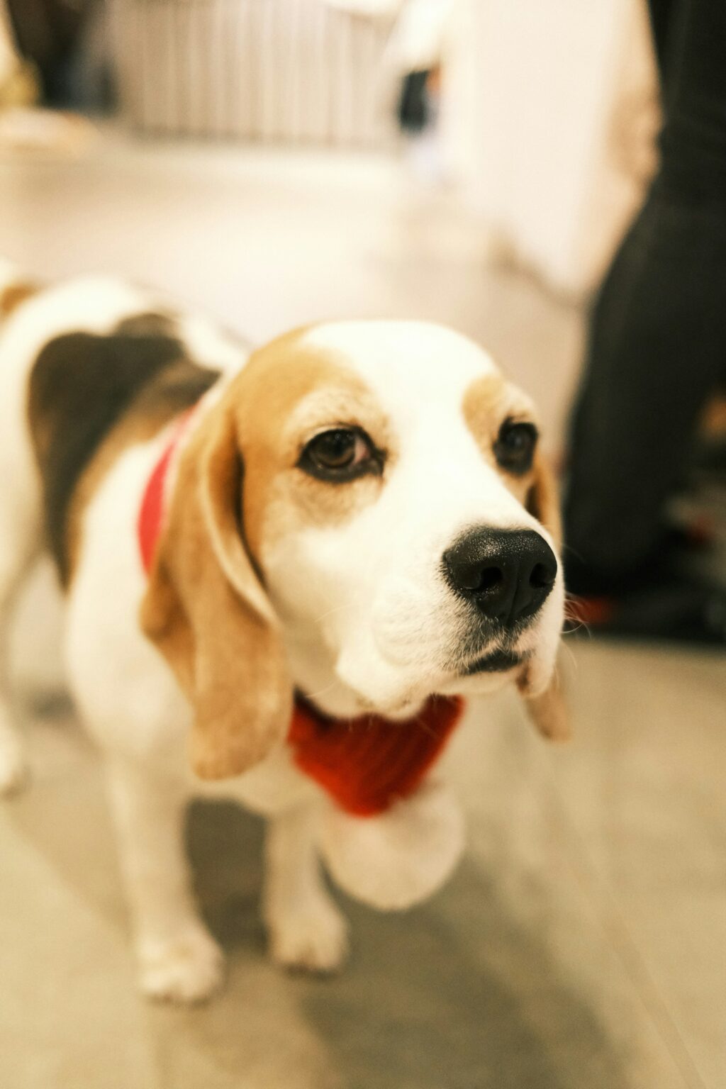 24 Facts About Beagles That Will Blow Your Mind (Or At Least Make You ...