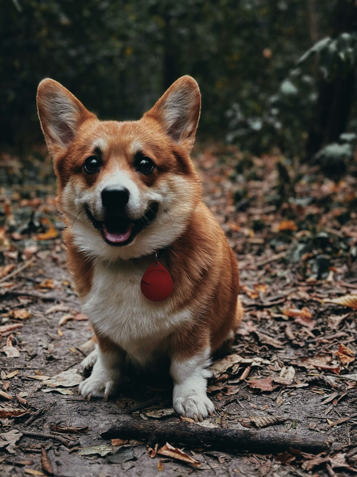 21 Facts About Corgis That Prove They’re the Royals of the Dog World ...