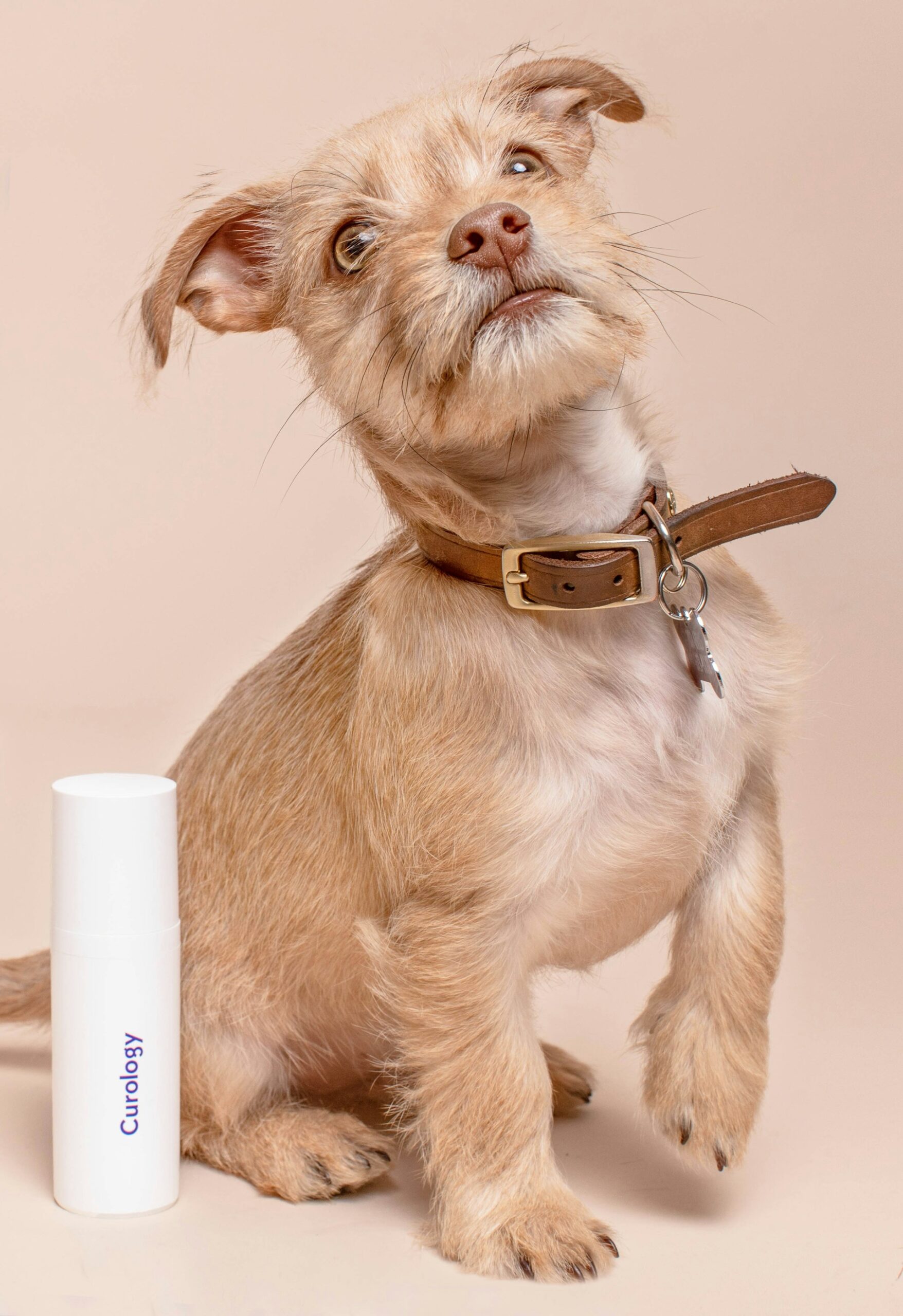 The BEST Quick Homemade Dog Shampoo (Because Your Pup Deserves It ...