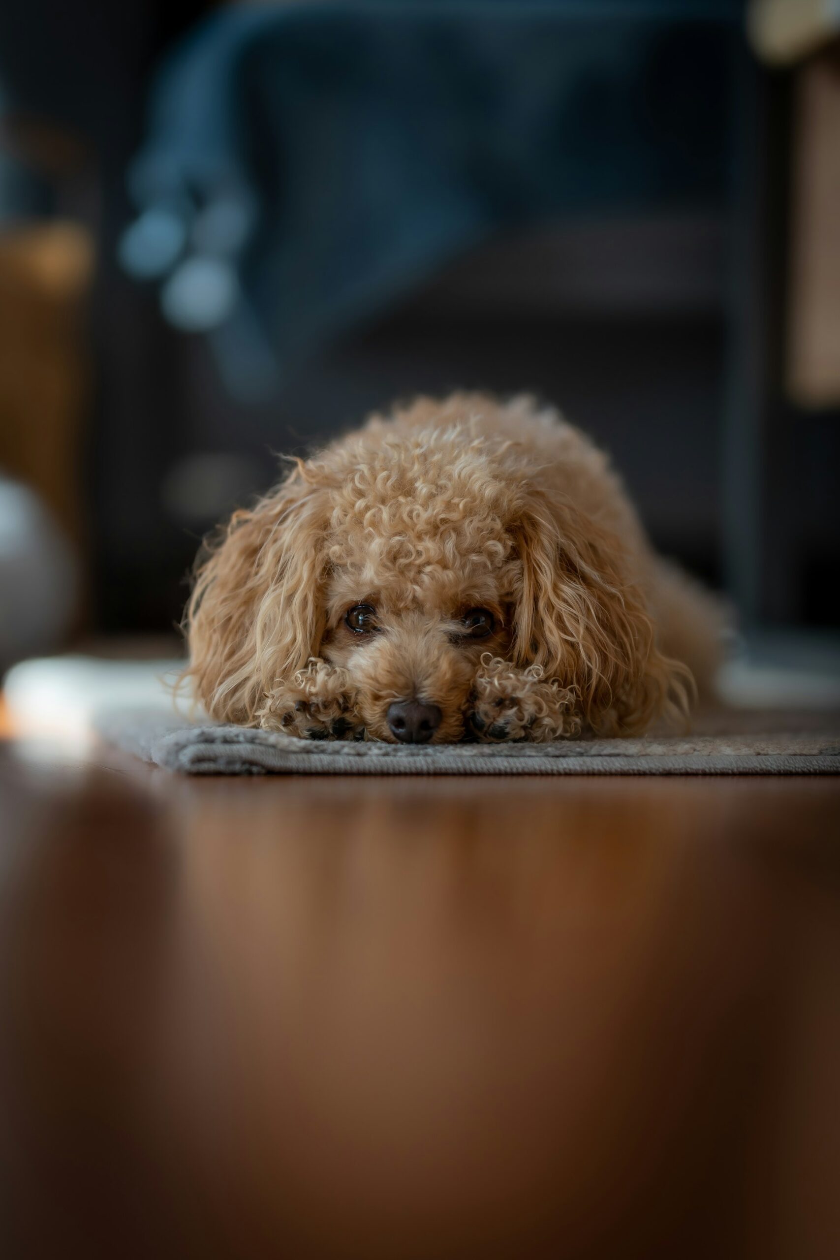 20 Facts About Poodles That Prove They’re the Smartest (and Floofiest ...