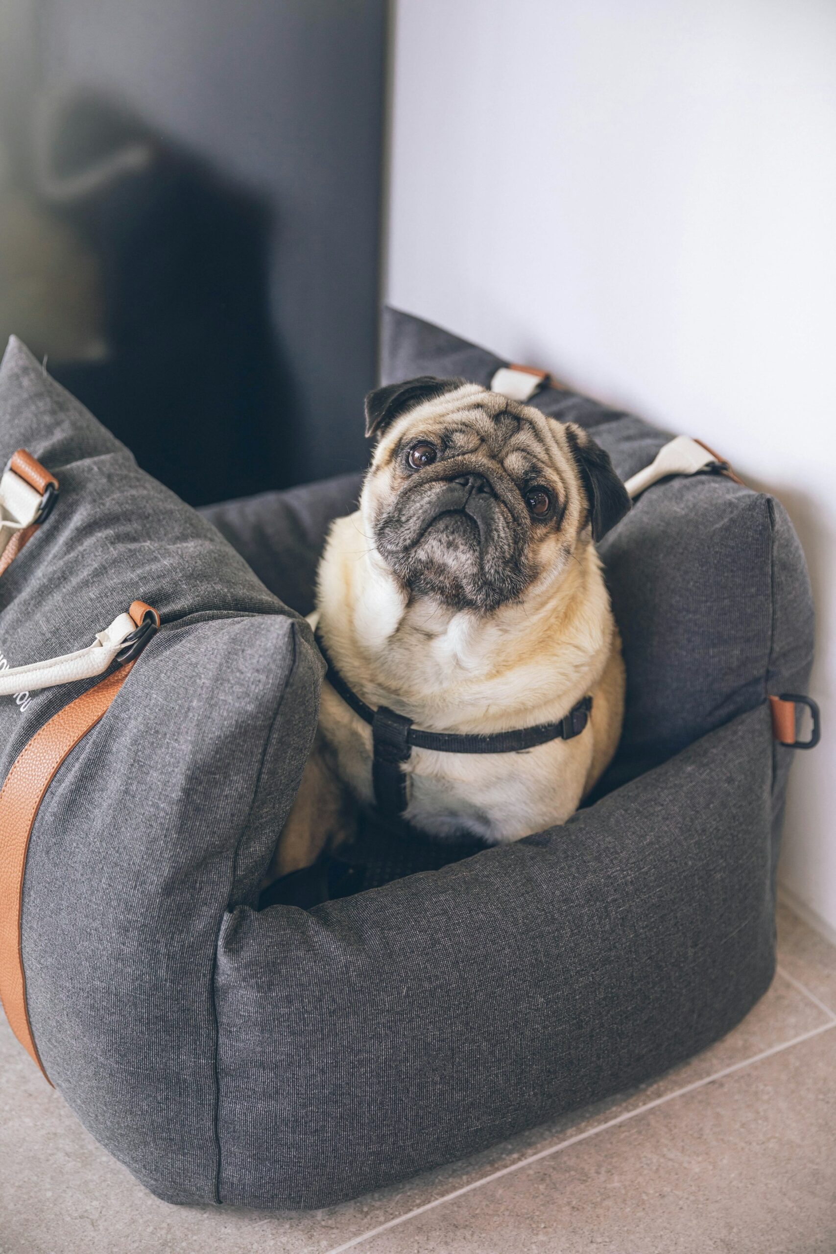 7 Signs Your Dog Might Be Secretly Unhappy (And How to Fix It) - Smart ...