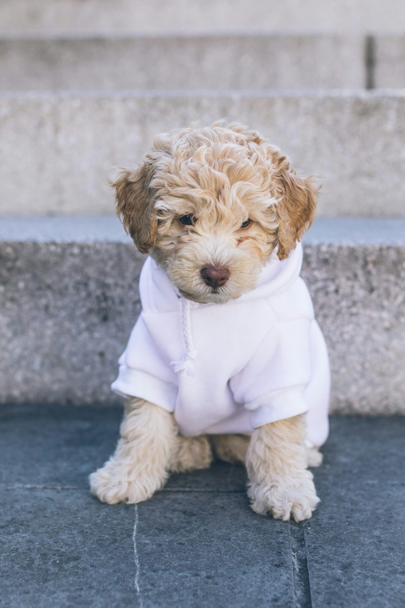 20 Facts About Poodles That Prove They’re the Smartest (and Floofiest ...