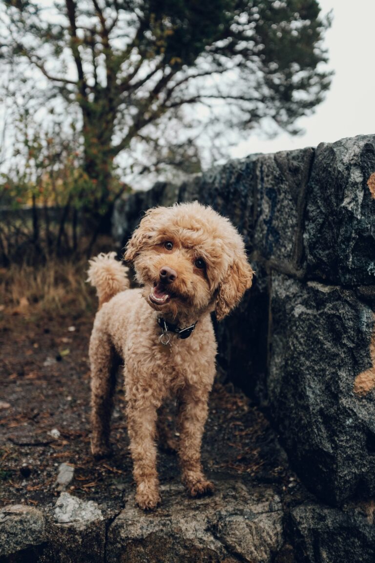 20 Facts About Poodles That Prove They’re the Smartest (and Floofiest ...
