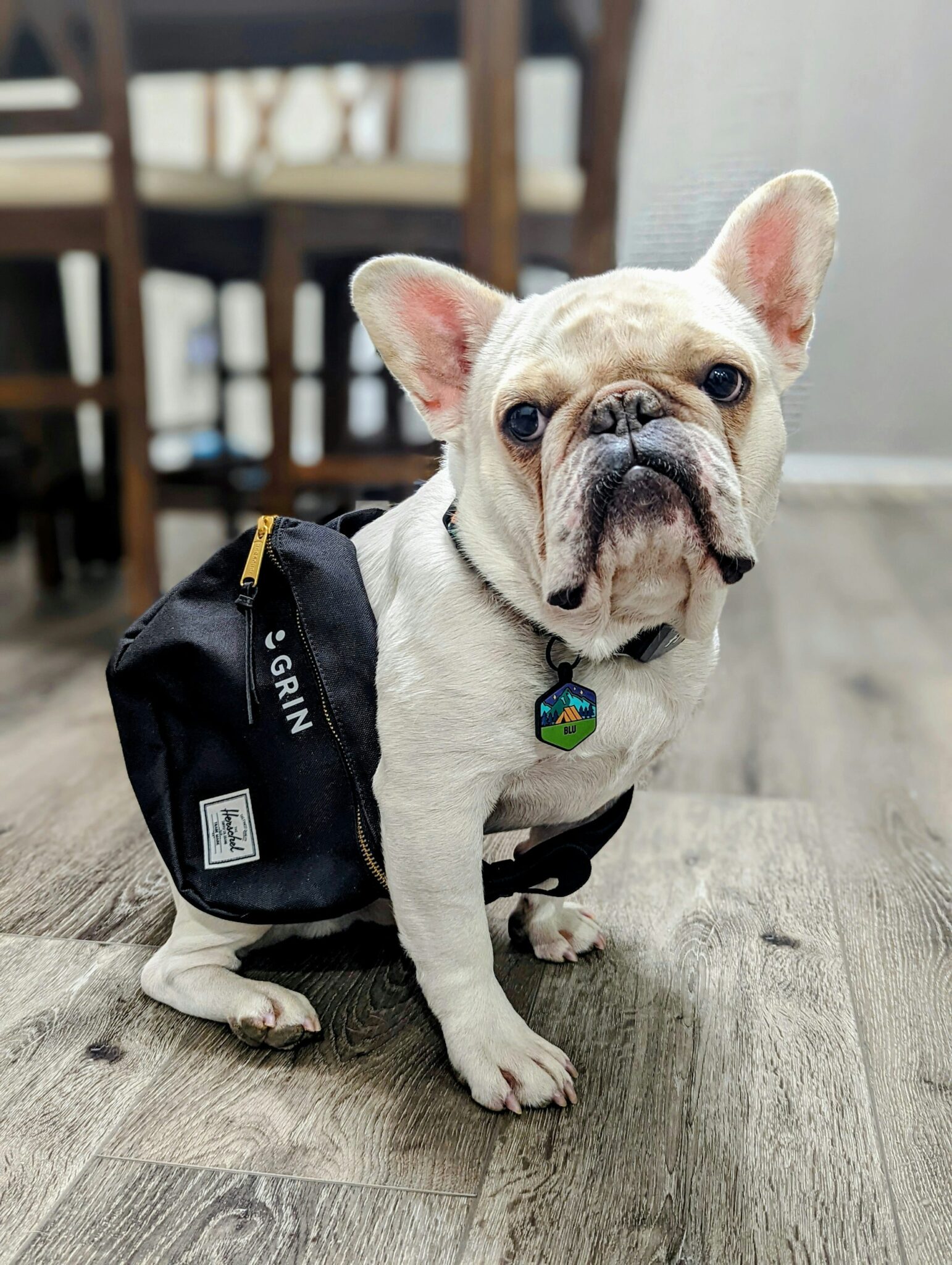 7 Signs Your Dog Might Be Secretly Unhappy (And How to Fix It) - Smart ...