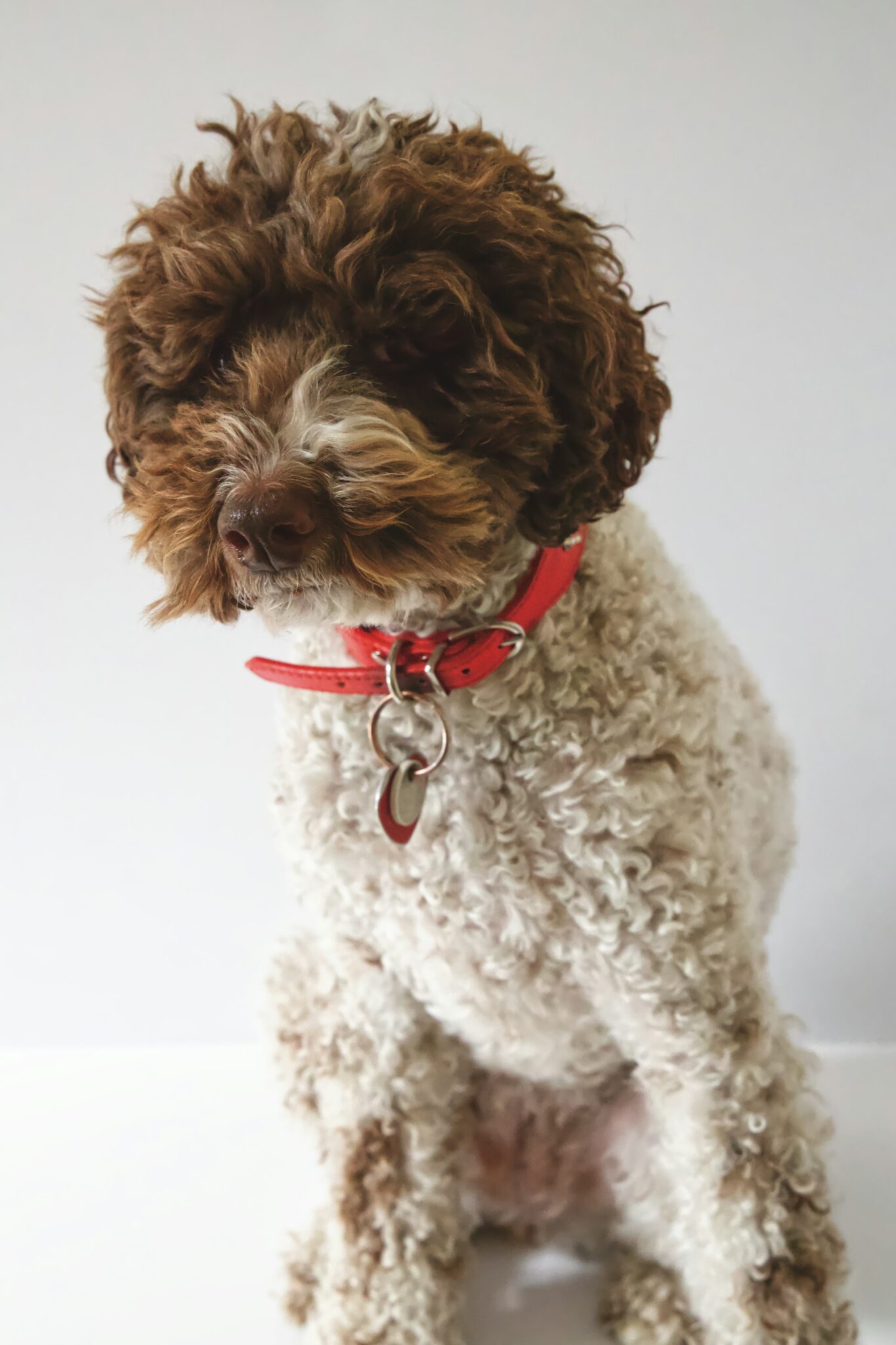 20 Facts About Poodles That Prove They’re the Smartest (and Floofiest ...