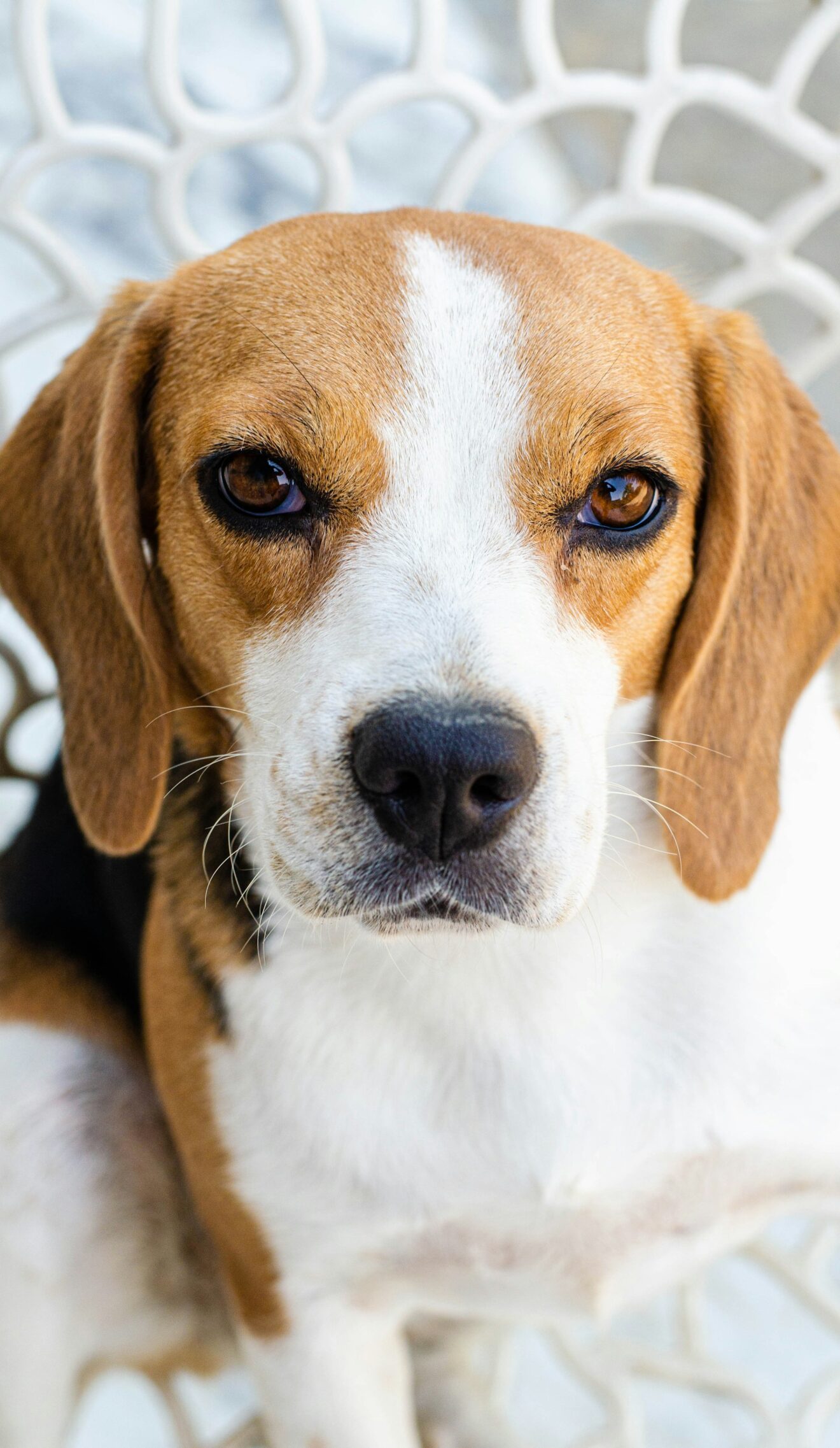 24 Facts About Beagles That Will Blow Your Mind (Or At Least Make You ...