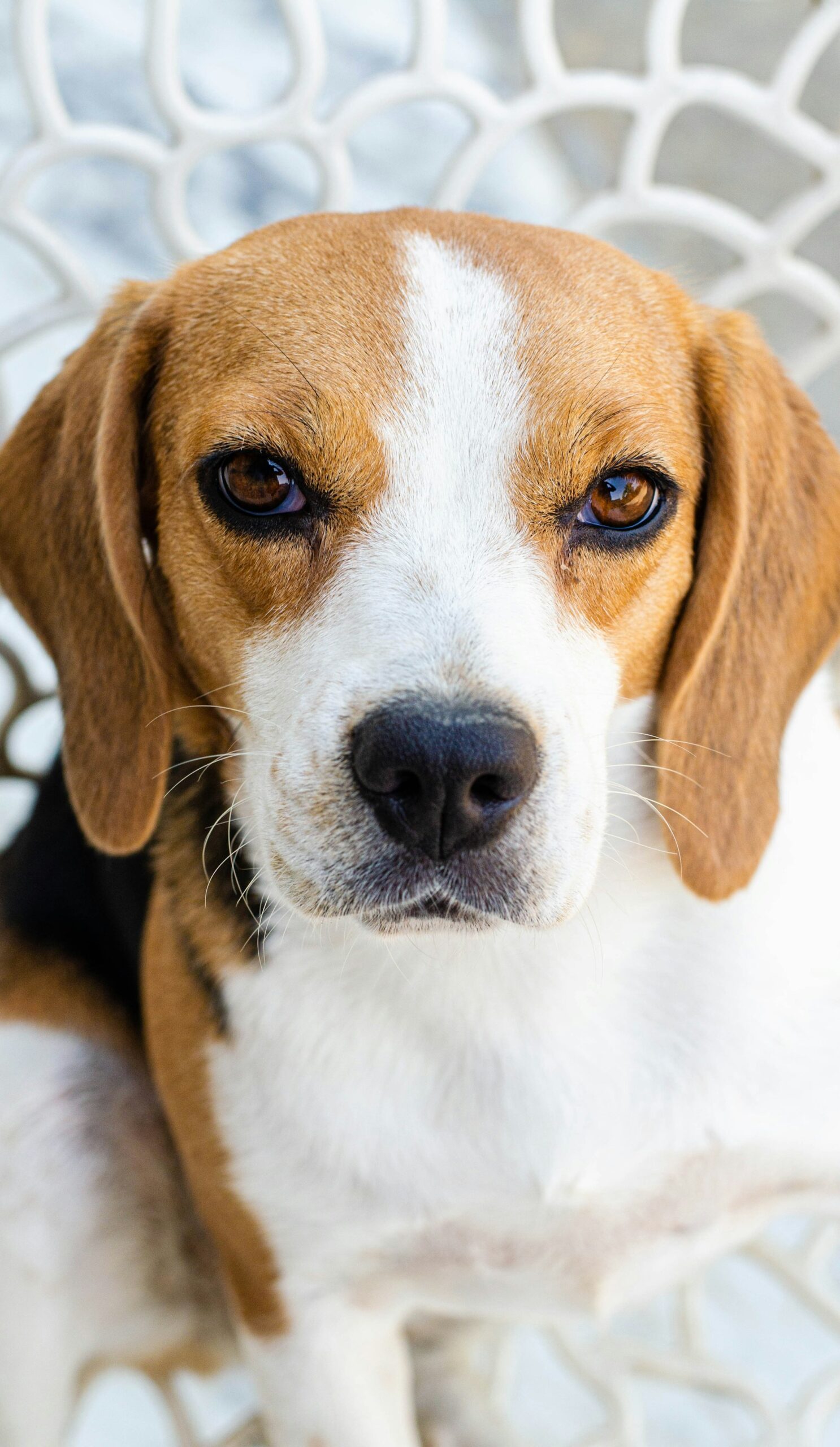 24 Facts About Beagles That Will Blow Your Mind (Or At Least Make You ...