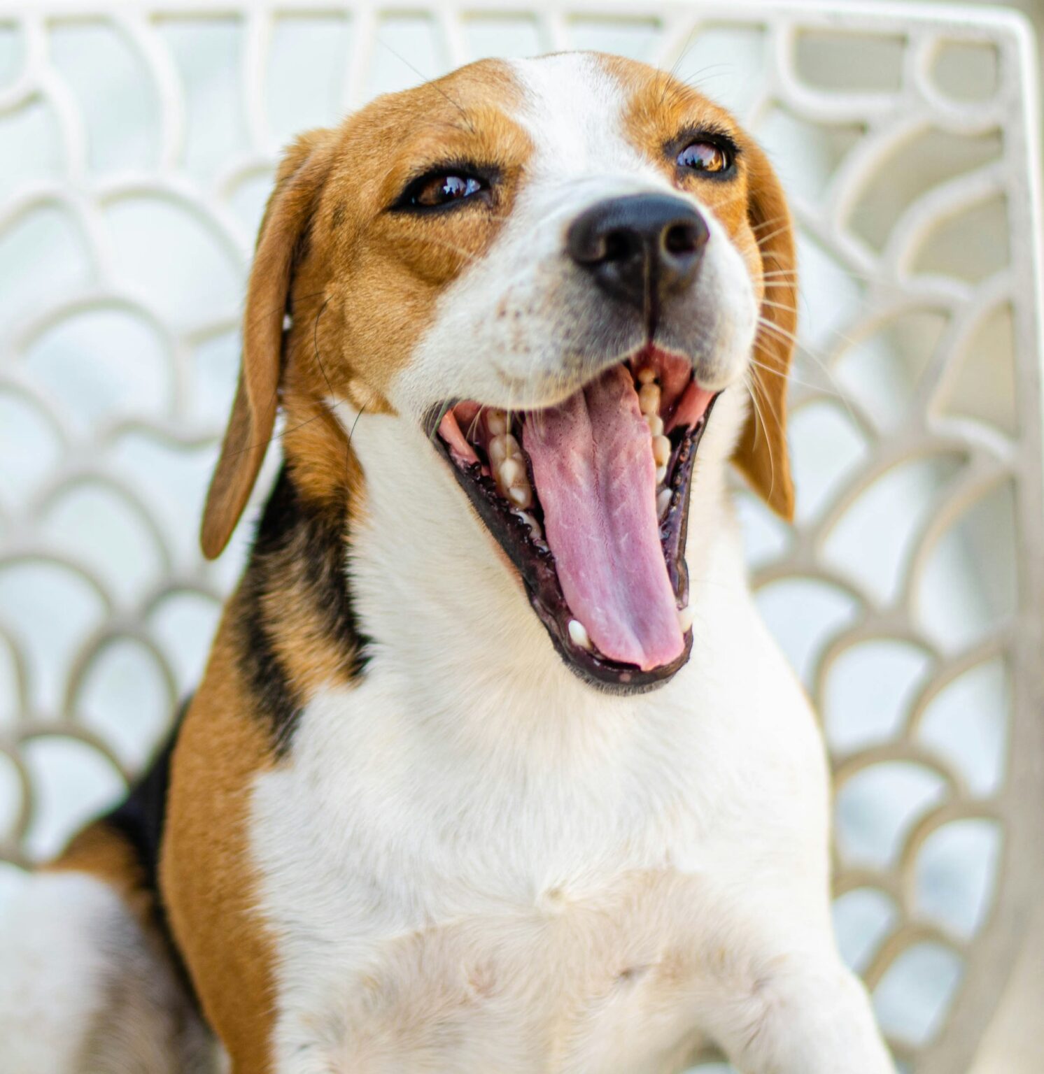 24 Facts About Beagles That Will Blow Your Mind (Or At Least Make You ...