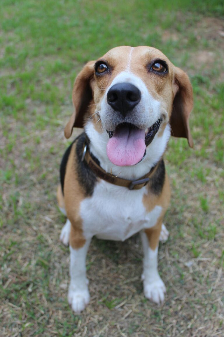 The 6 Most Common Health Issues of Beagles: What Every Owner Needs to ...