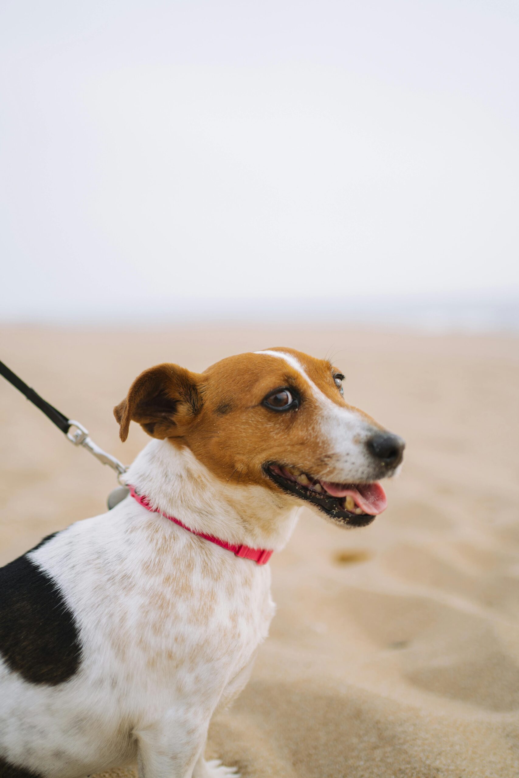 What To Do If Your Dog Gets Too Fat - Smart Dog Learning