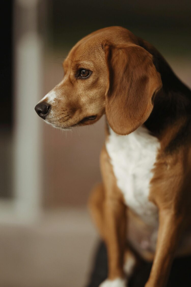 The 6 Most Common Health Issues of Beagles: What Every Owner Needs to ...