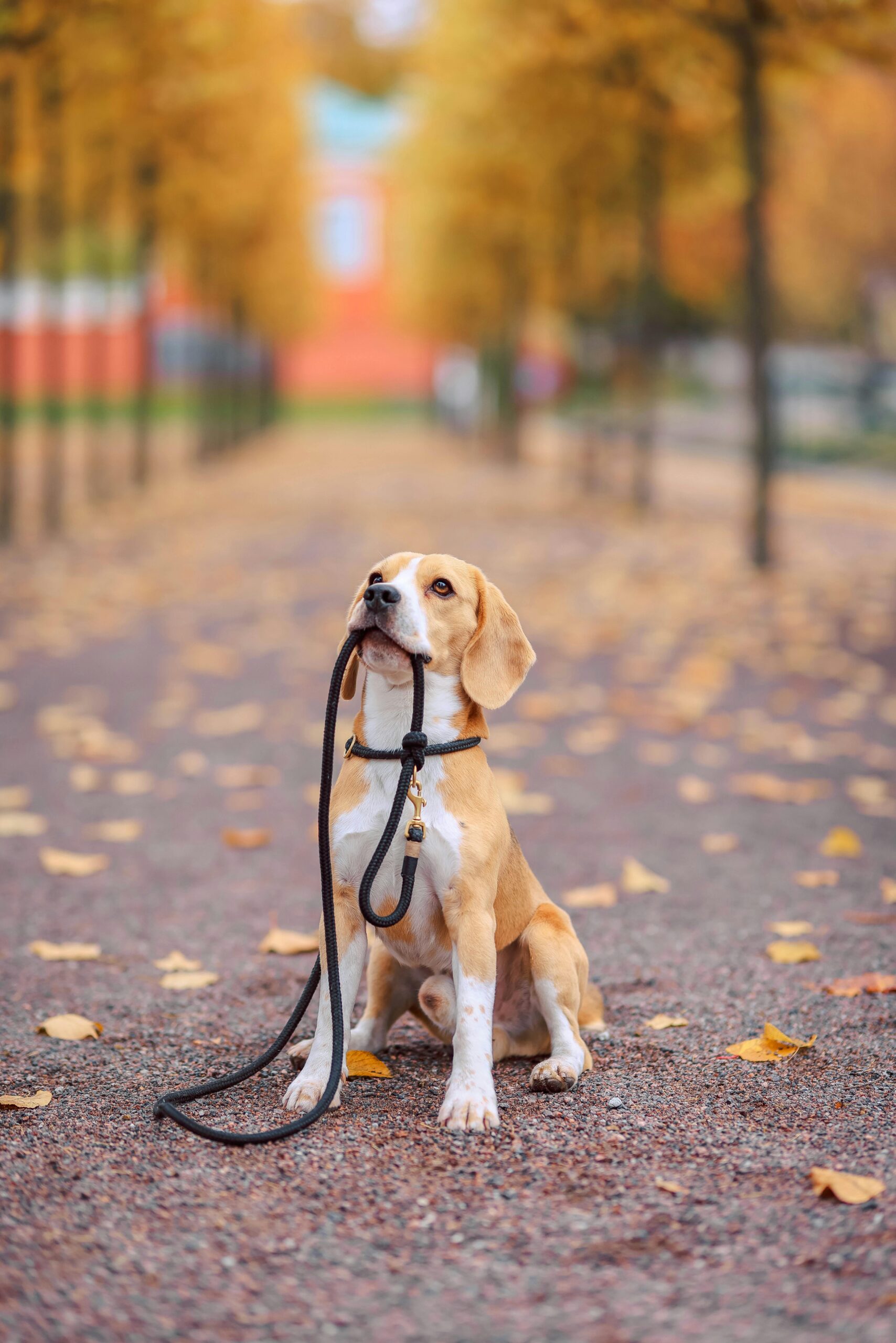 The 6 Most Common Health Issues of Beagles: What Every Owner Needs to ...