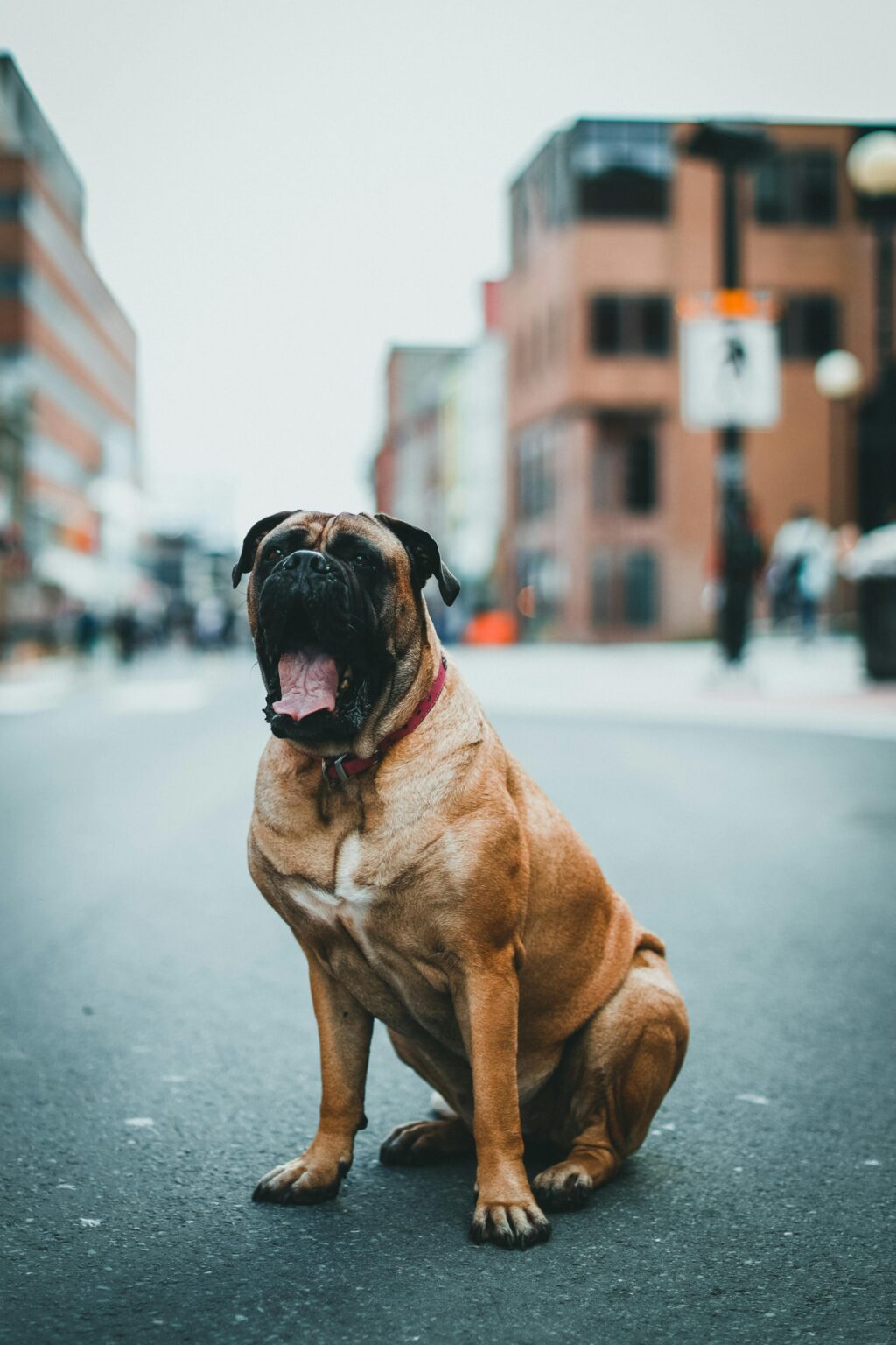 8 Must-Know Tips for Owners of Large Dogs: Because Big Pups Need Big ...