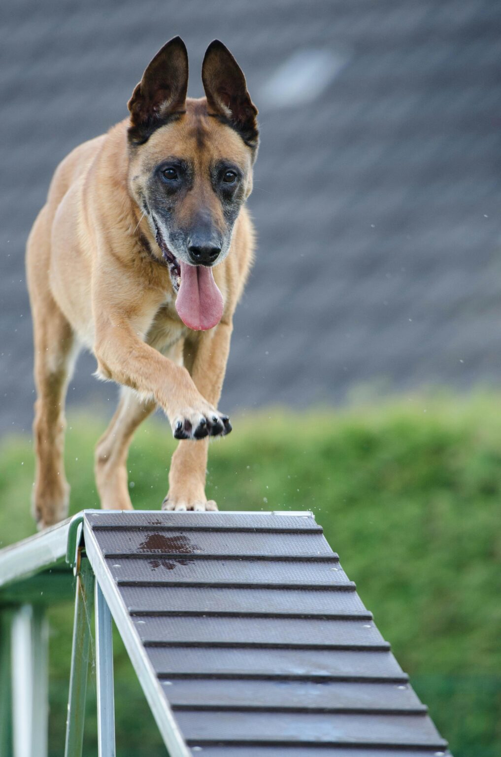 How to Teach Your Dog to Focus: A No-BS Guide to Laser-Sharp Attention ...
