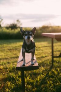 How to Teach Your Dog to Focus: A No-BS Guide to Laser-Sharp Attention ...