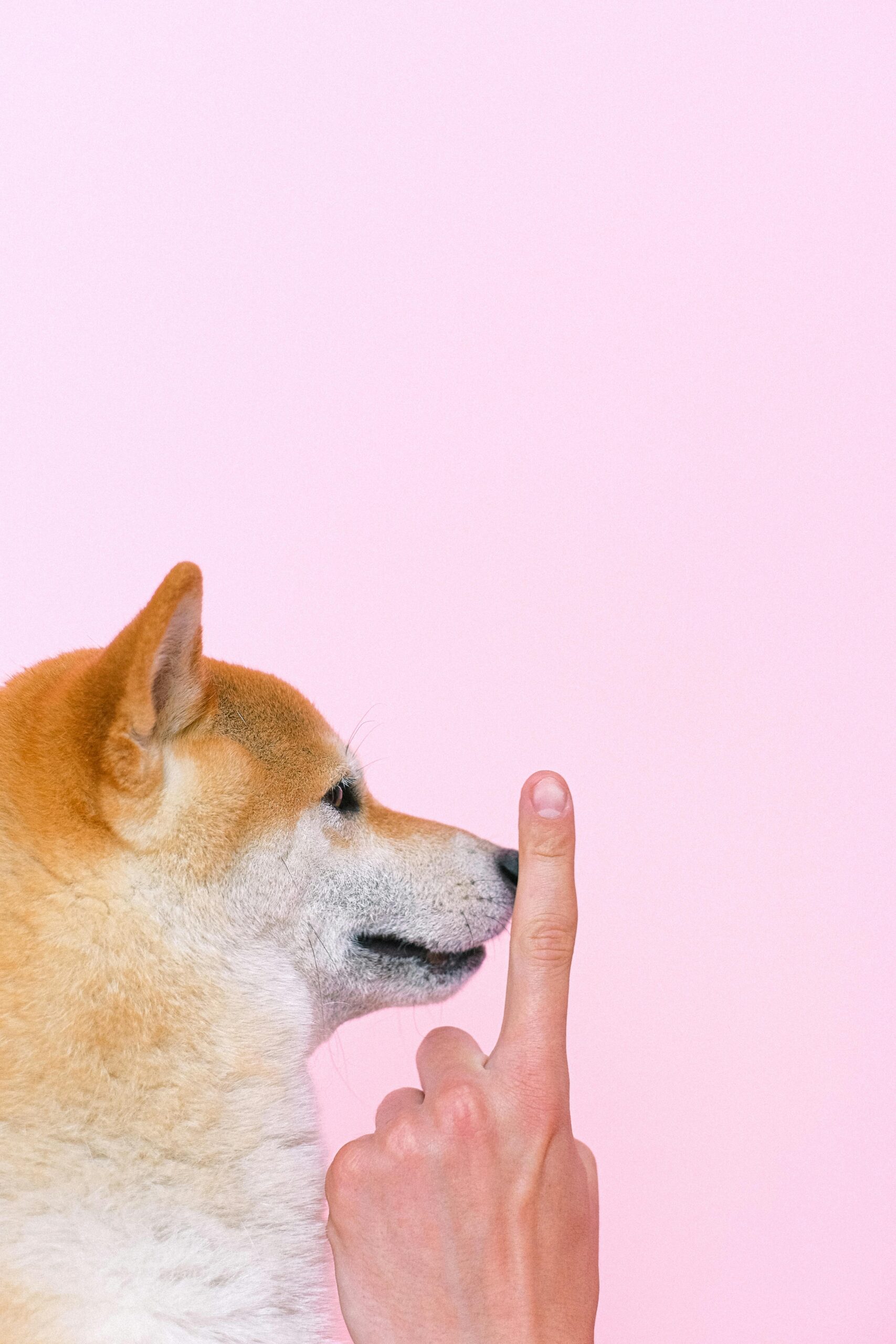 How to Teach Your Dog to Focus: A No-BS Guide to Laser-Sharp Attention ...