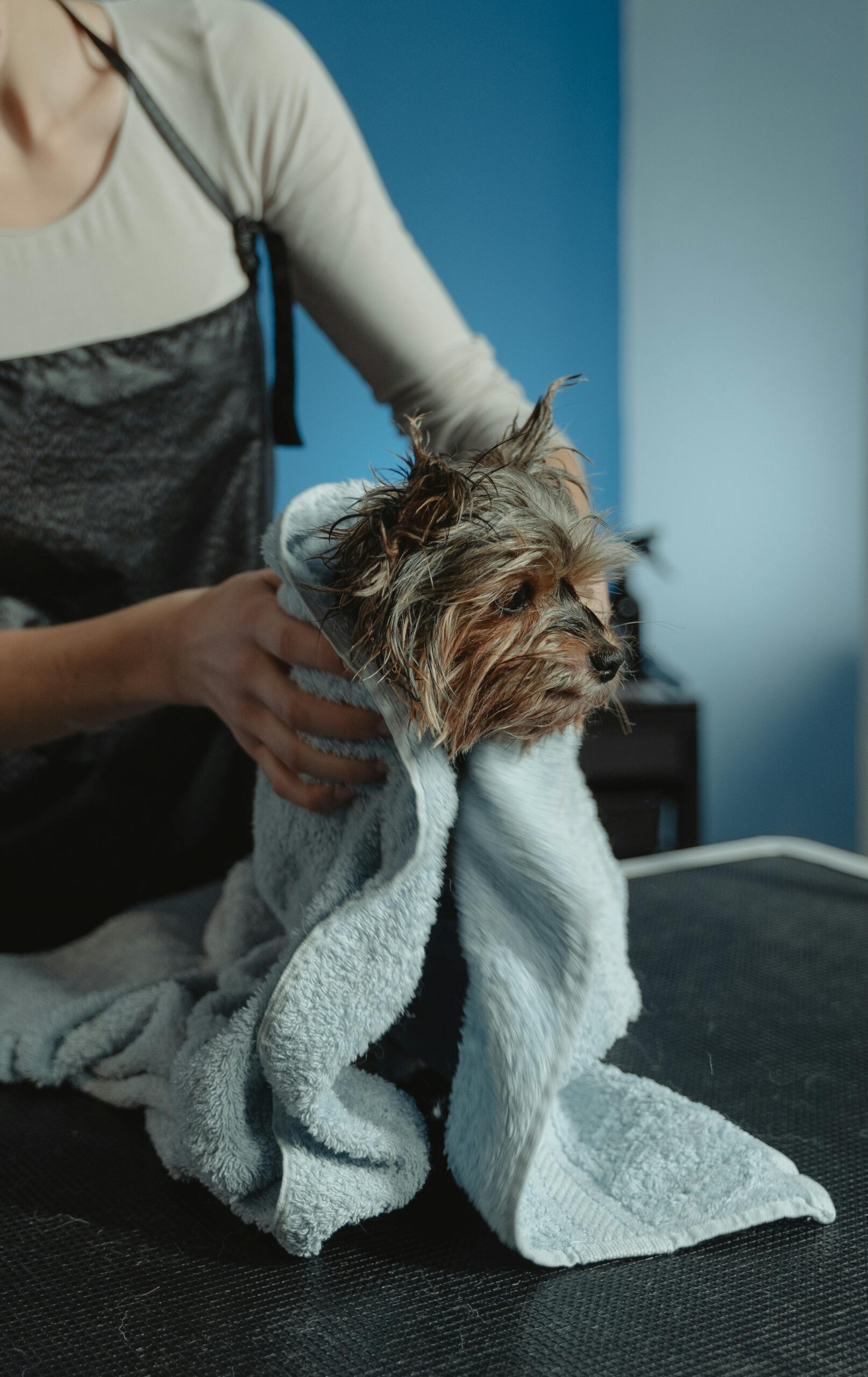 6 Dog Grooming Hacks That Save Money (And Time) - Smart Dog Learning