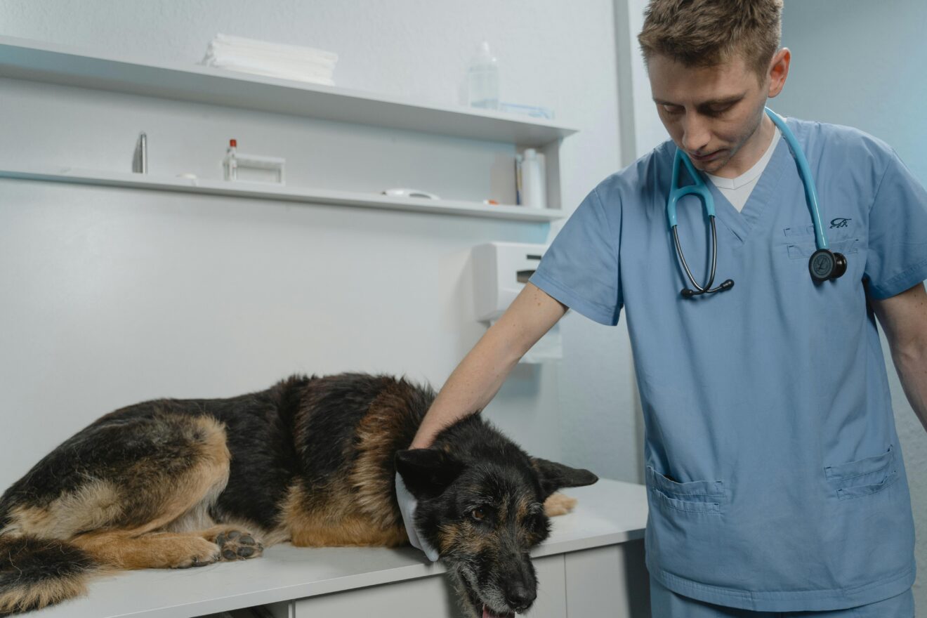 7 Life-Saving First Aid Tips for Dog Emergencies - Smart Dog Learning
