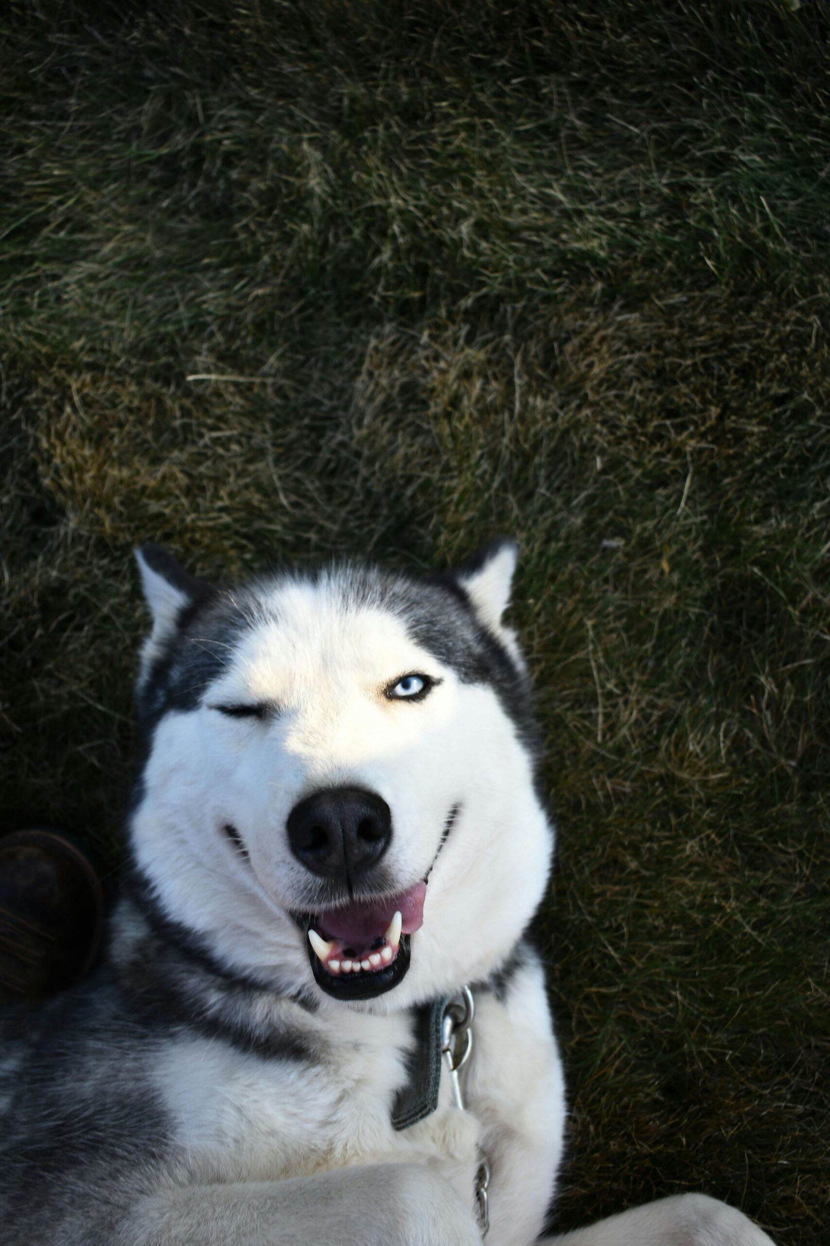 6 Grooming Tips for Husky Owners: Keep Your Floof Looking Fresh - Smart ...