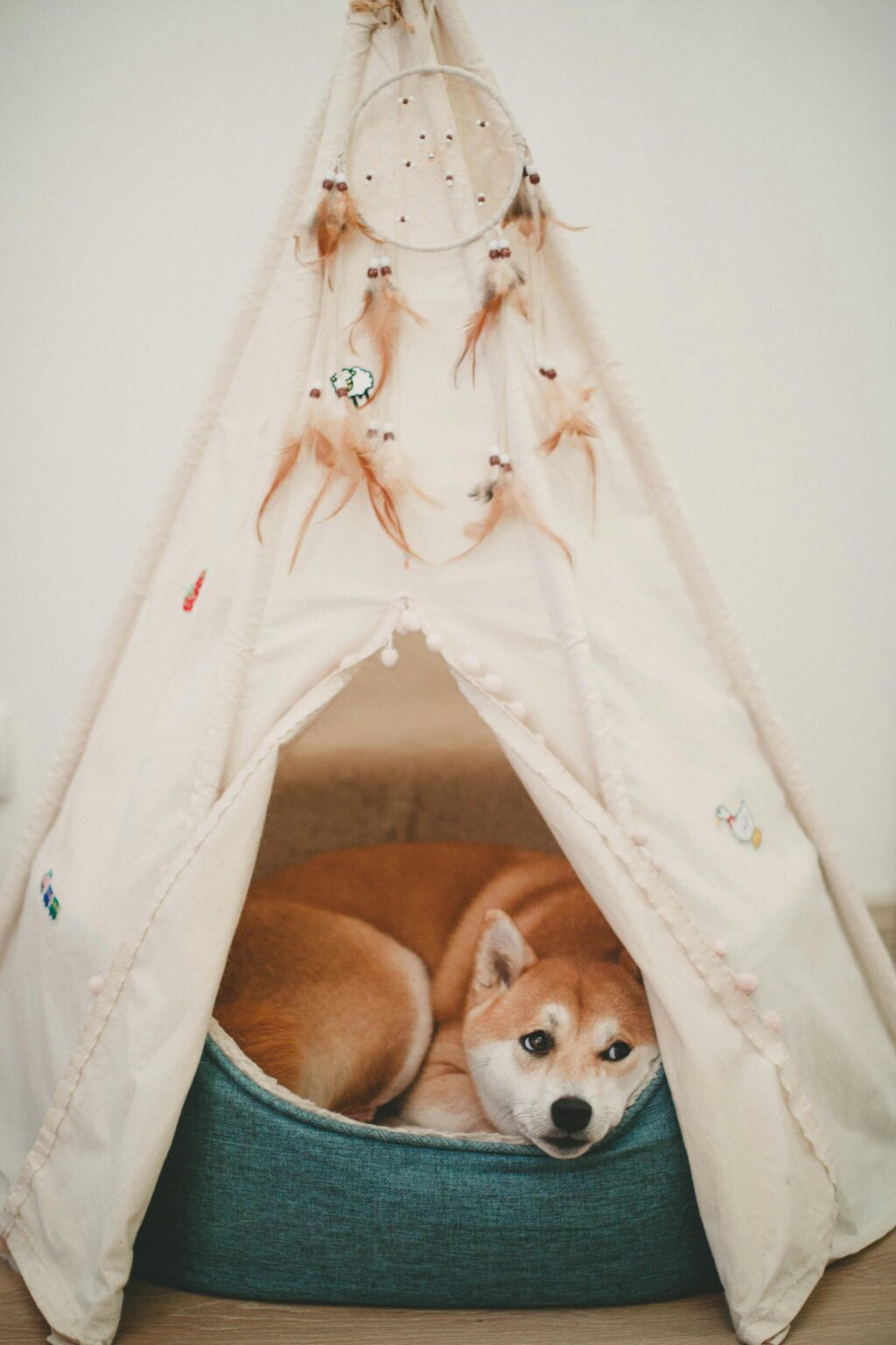 How to Choose a Dog Bed: A Guide for First-Time Owners - Smart Dog Learning