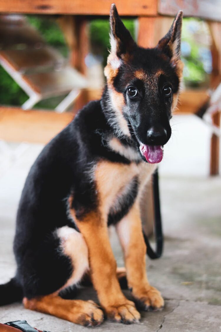 5 Common German Shepherd Health Issues and Prevention Tips - Smart Dog ...