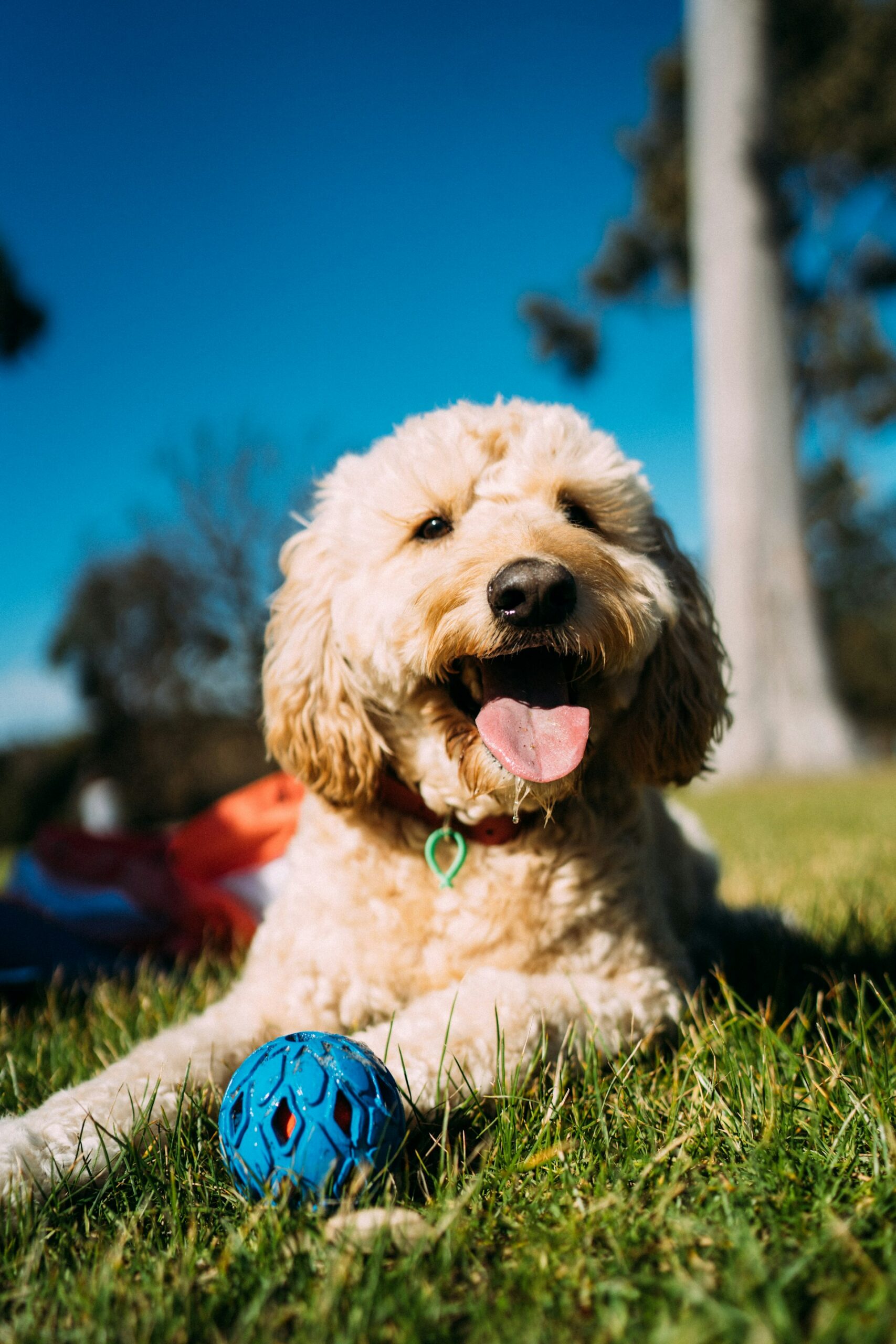 How to Train a Goldendoodle: 8 Tips to Keep Your Fluffy Buddy in Check ...