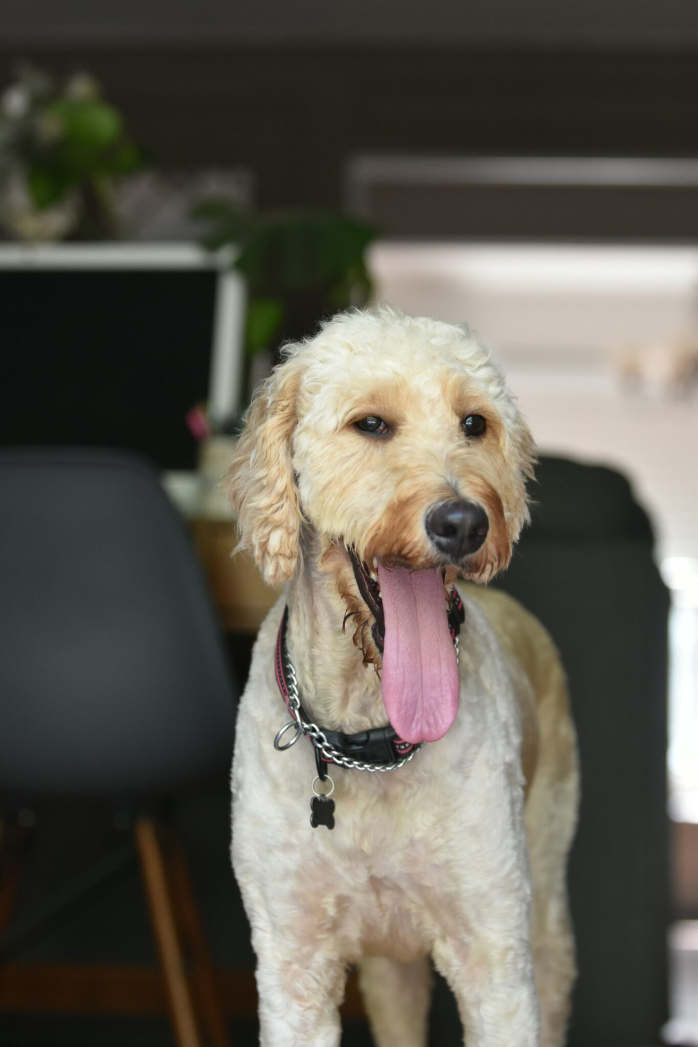 How to Train a Goldendoodle: 8 Tips to Keep Your Fluffy Buddy in Check ...