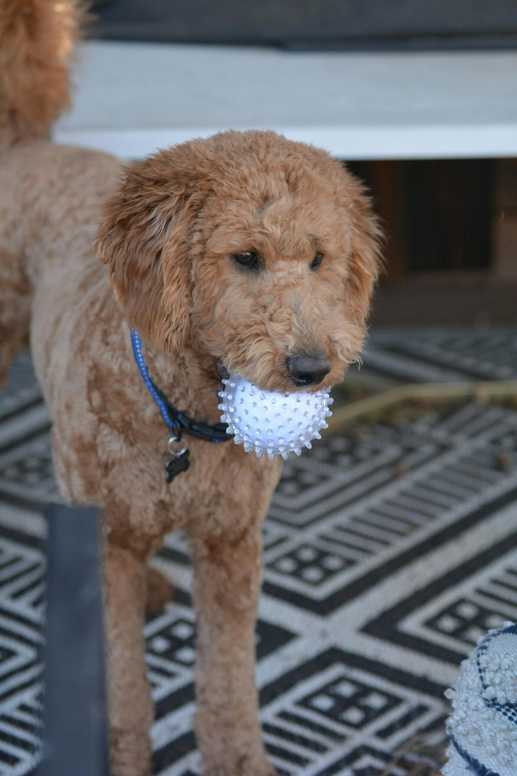 20 Facts About Poodles That Prove They’re the Smartest (and Floofiest ...