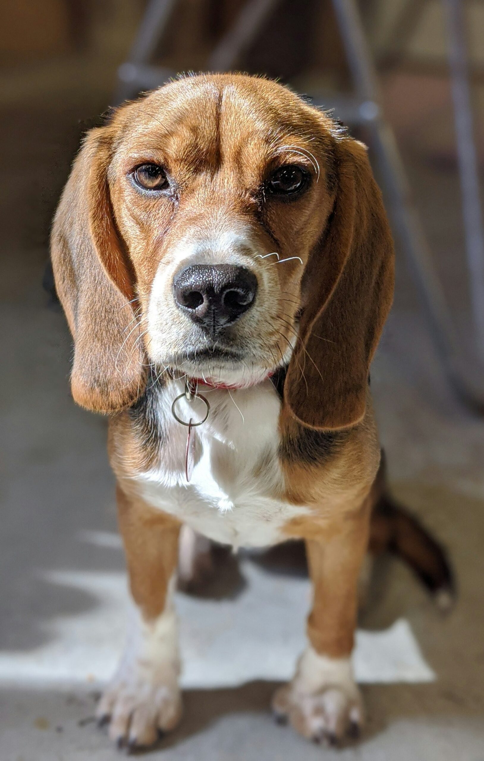 24 Facts About Beagles That Will Blow Your Mind (Or At Least Make You ...