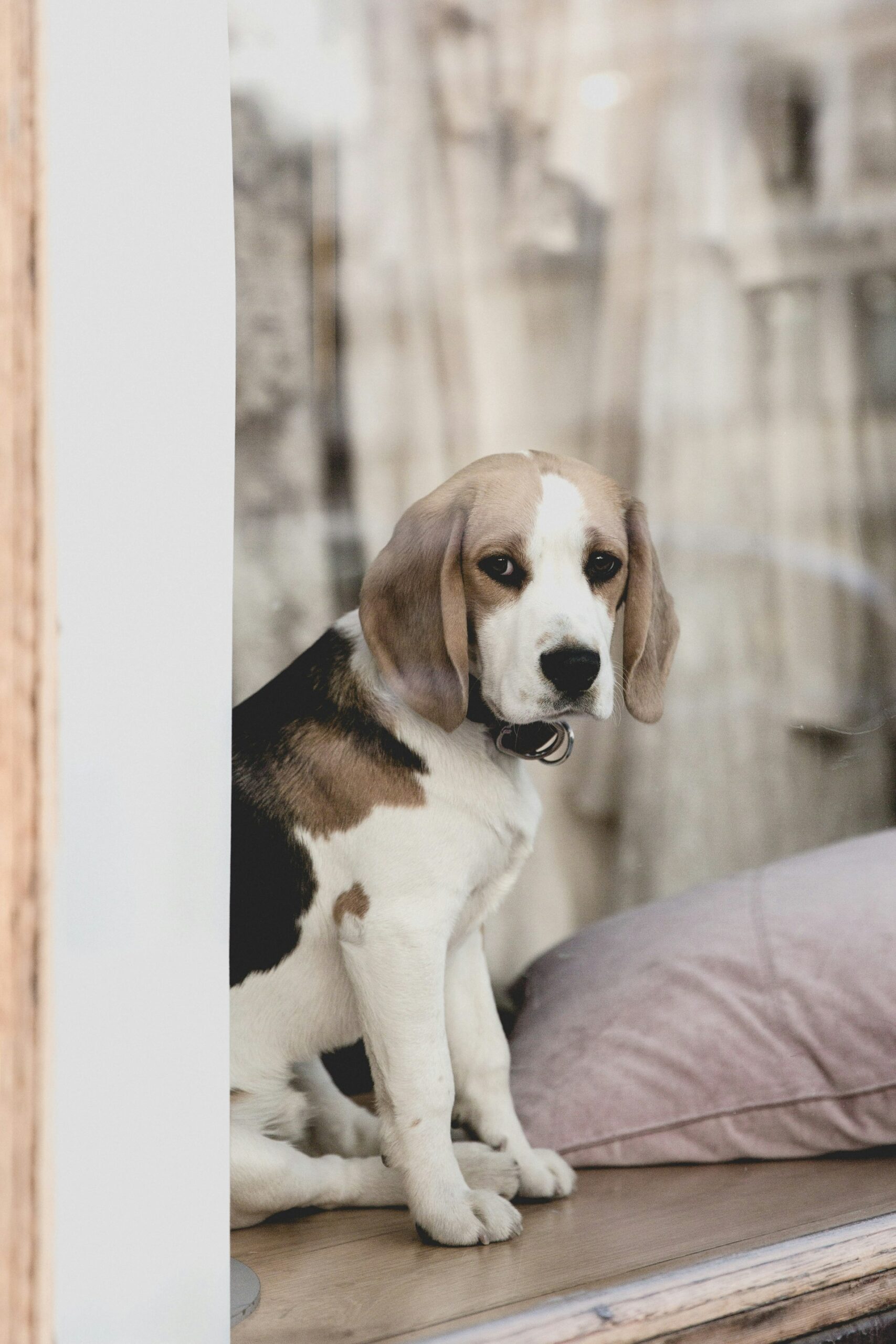 24 Facts About Beagles That Will Blow Your Mind (Or At Least Make You ...