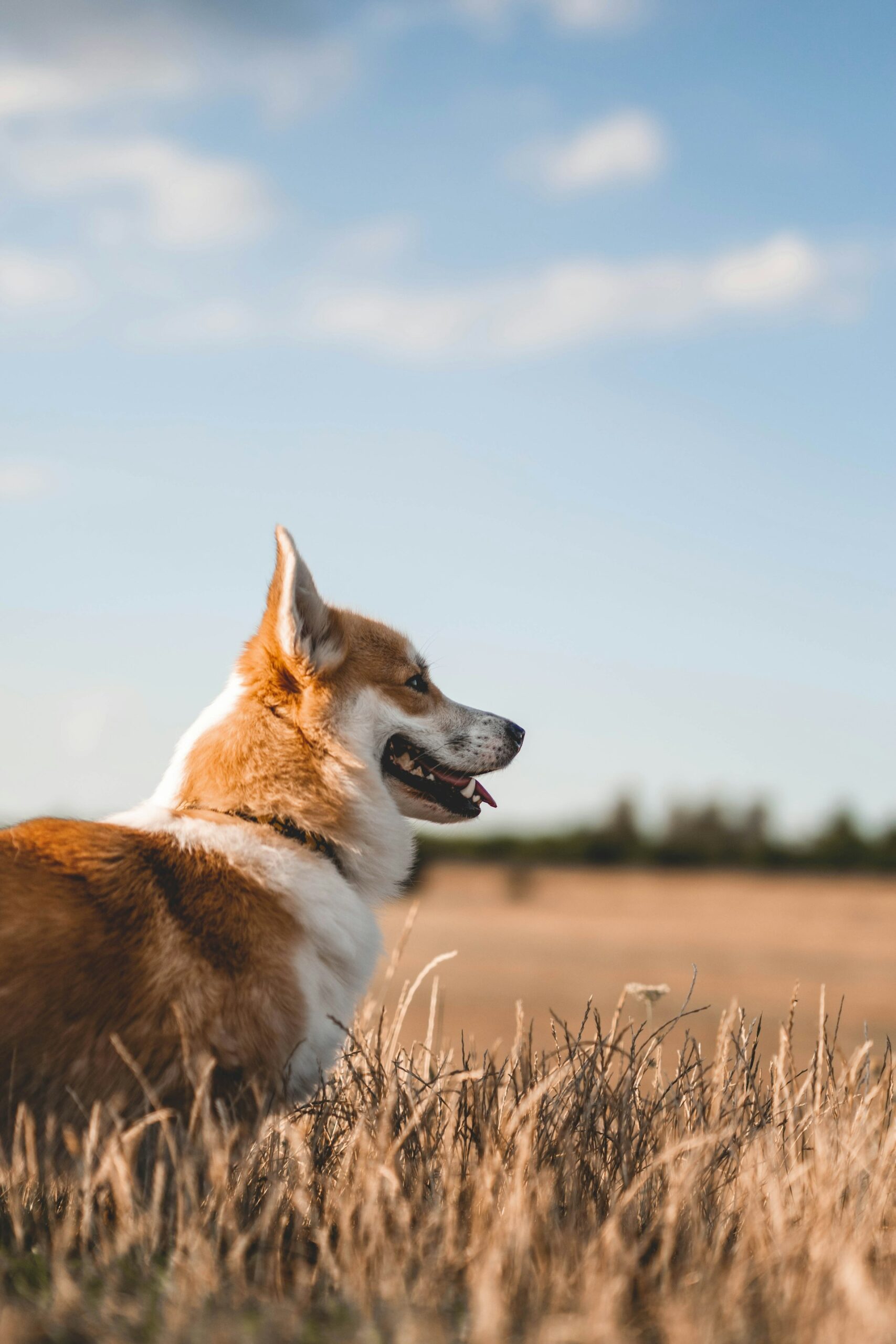 21 Facts About Corgis That Prove They’re the Royals of the Dog World ...