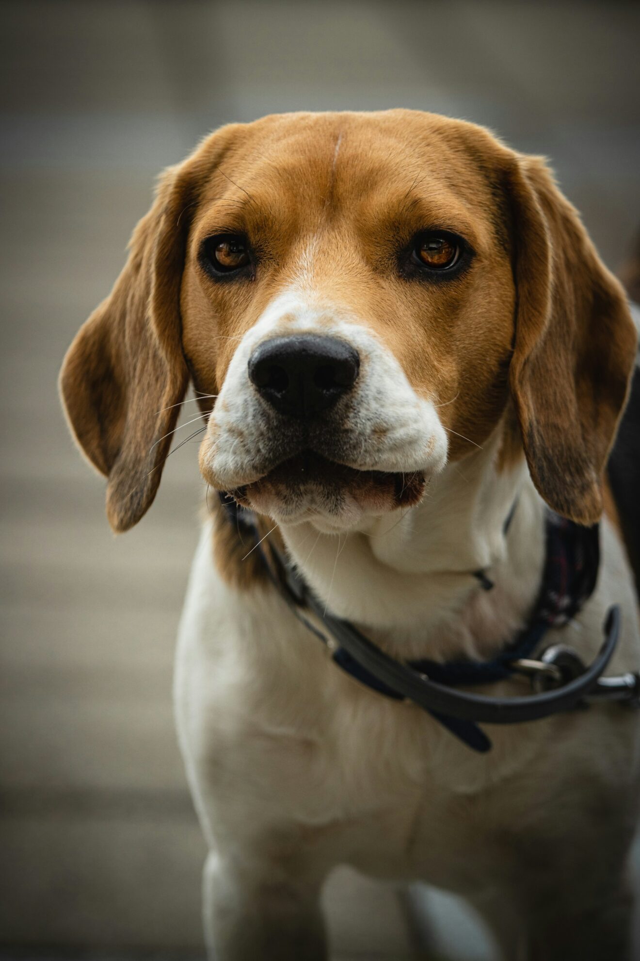 24 Facts About Beagles That Will Blow Your Mind (Or At Least Make You ...