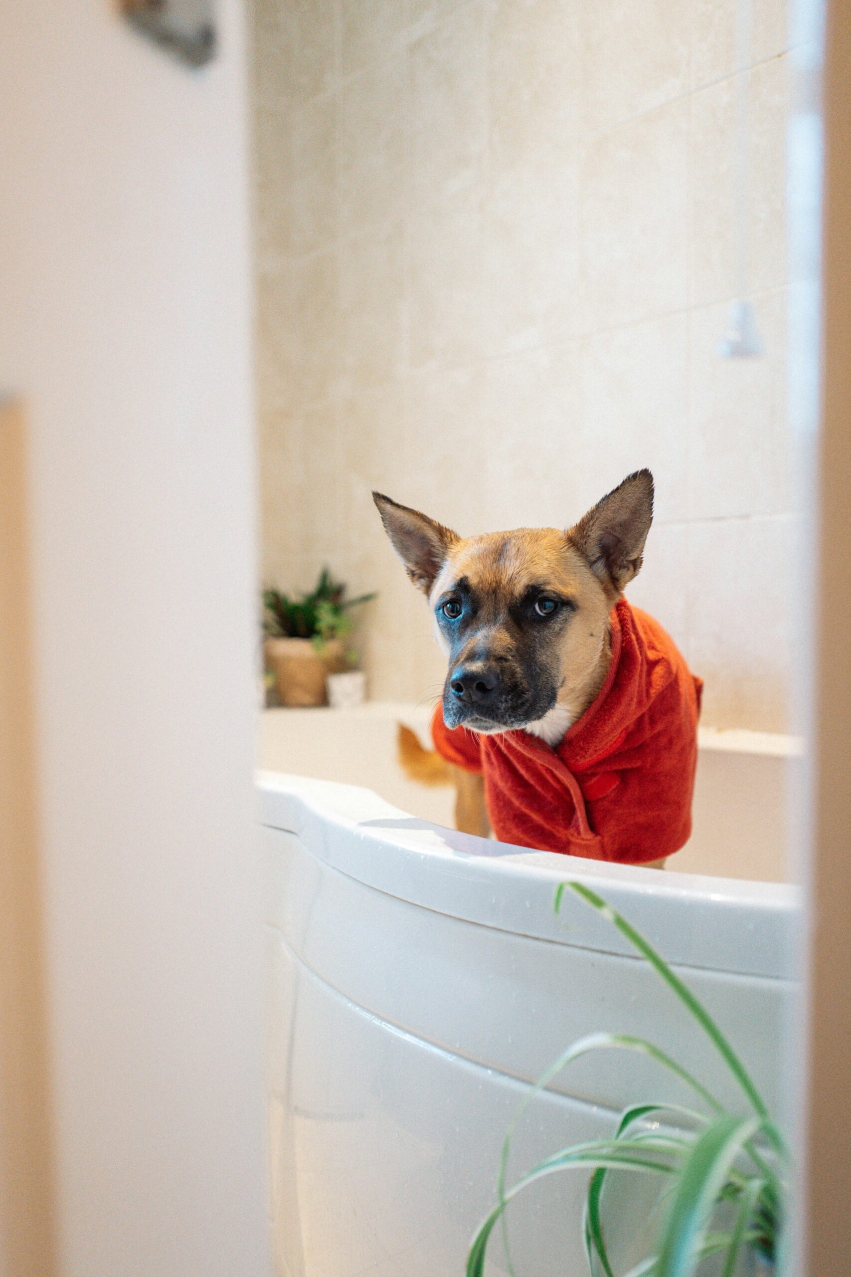 The BEST Quick Homemade Dog Shampoo (Because Your Pup Deserves It ...