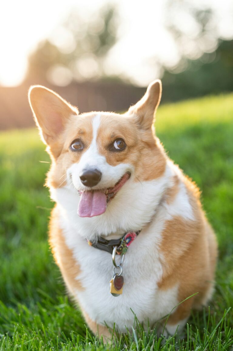 21 Facts About Corgis That Prove They’re the Royals of the Dog World ...
