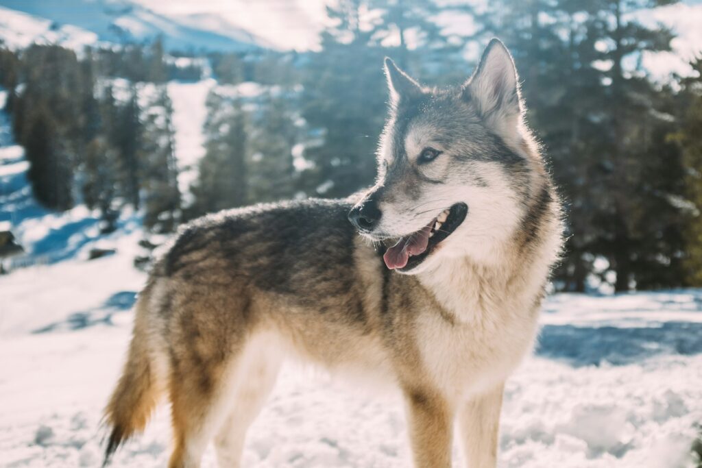 Dog vs. Wolf: A Battle of Paws, Teeth, and History - Smart Dog Learning