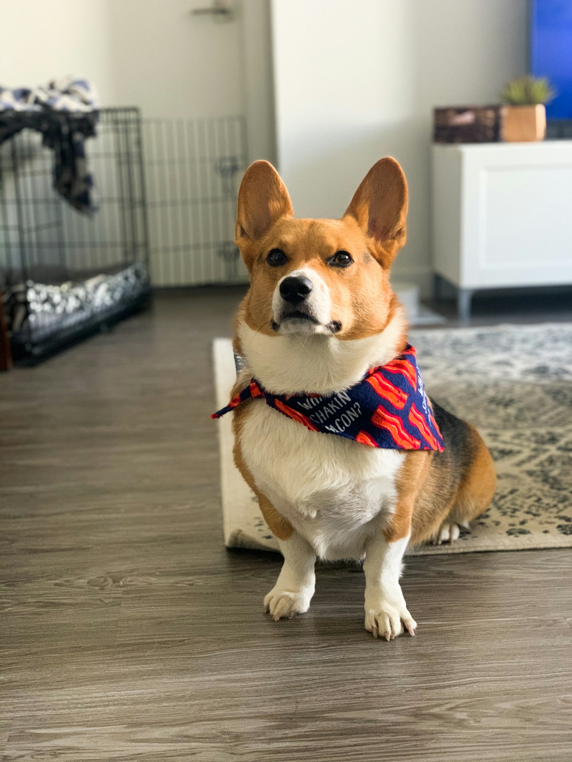 21 Facts About Corgis That Prove They’re the Royals of the Dog World ...