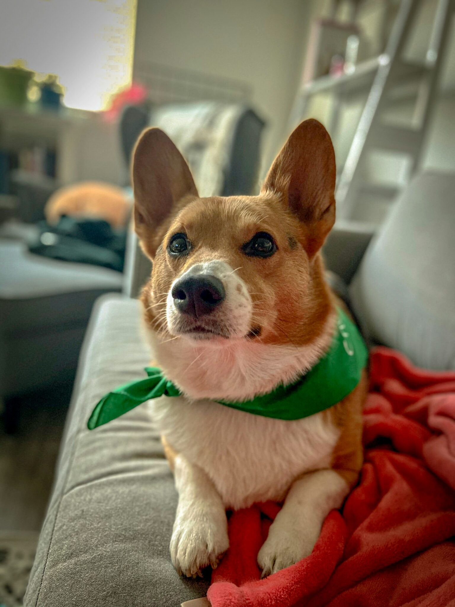 21 Facts About Corgis That Prove They’re the Royals of the Dog World ...